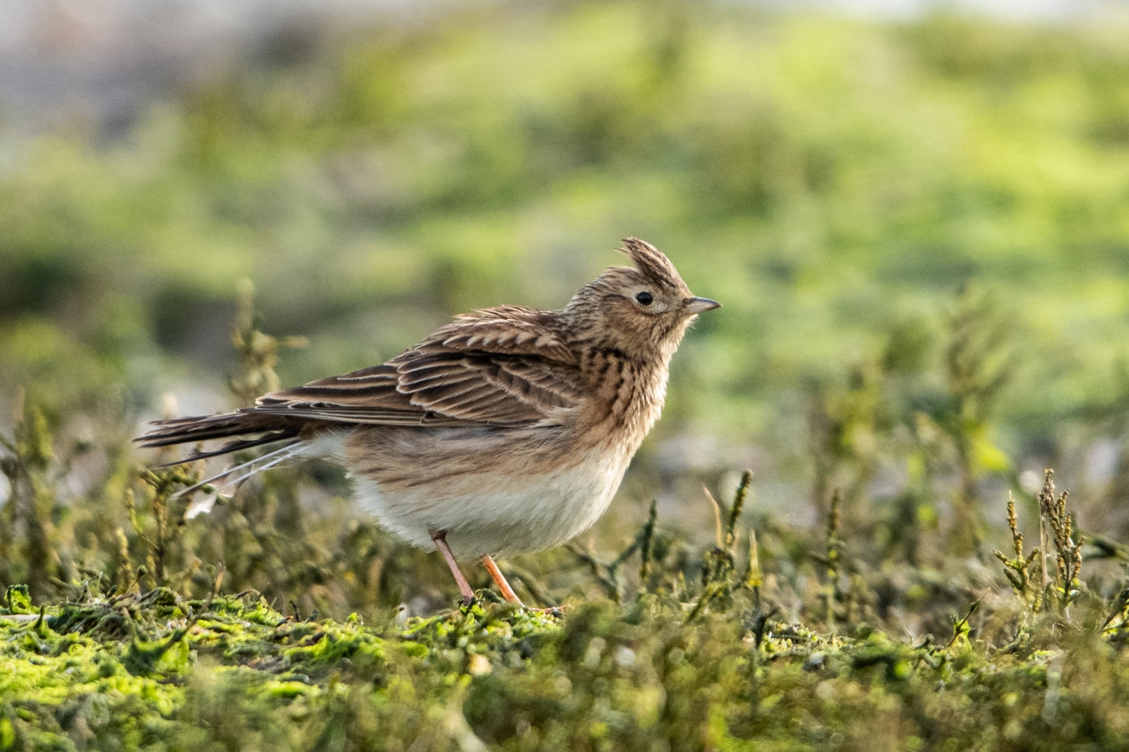 Eurasian Skylark by Jim Mountain - BirdGuides