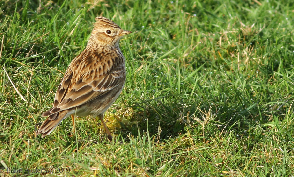 Eurasian Skylark by Brian Anderson - BirdGuides