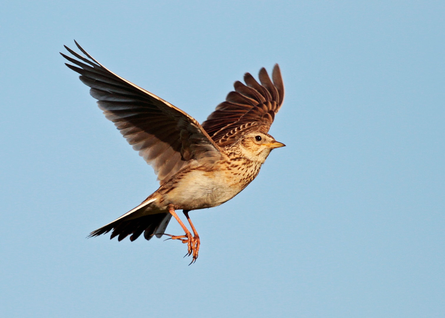 Eurasian Skylark by Darren Chapman - BirdGuides