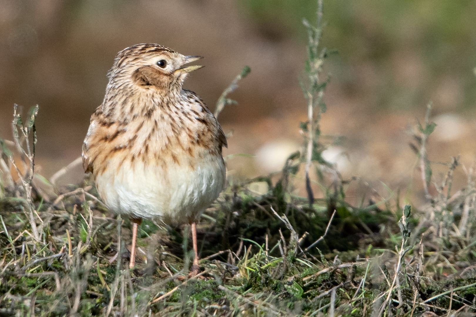 Eurasian Skylark by Jim Mountain - BirdGuides