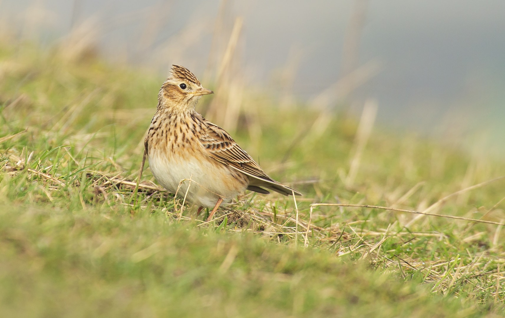 Eurasian Skylark by Nigel Kiteley - BirdGuides