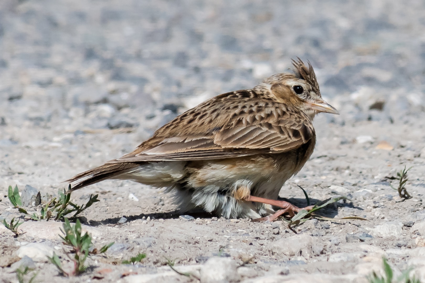 Eurasian Skylark by Geoff Snowball - BirdGuides