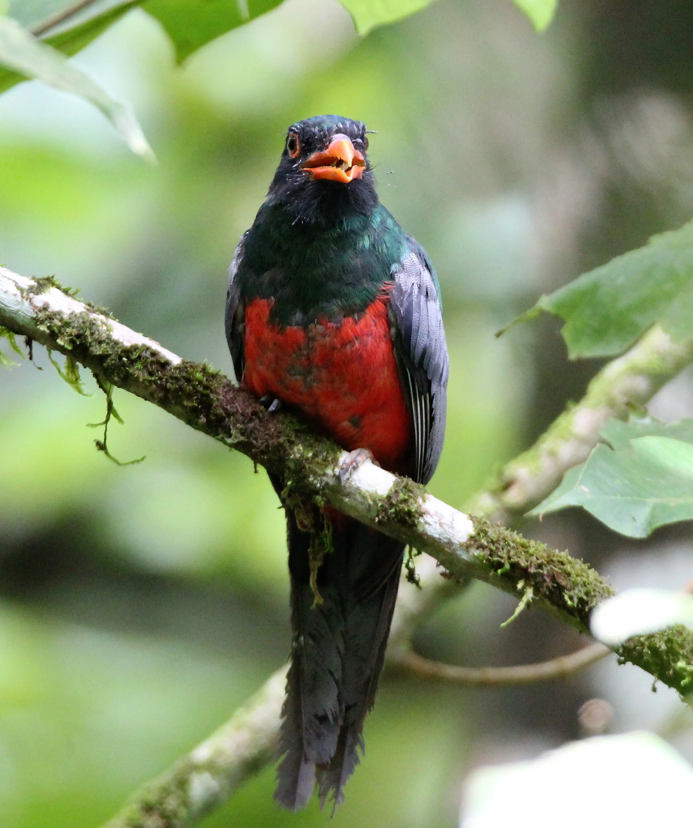 Details : Slaty-tailed Trogon - BirdGuides