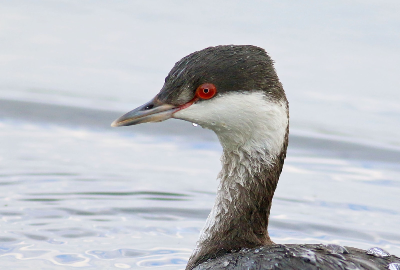 Slavonian Grebe by Jon Heath - BirdGuides