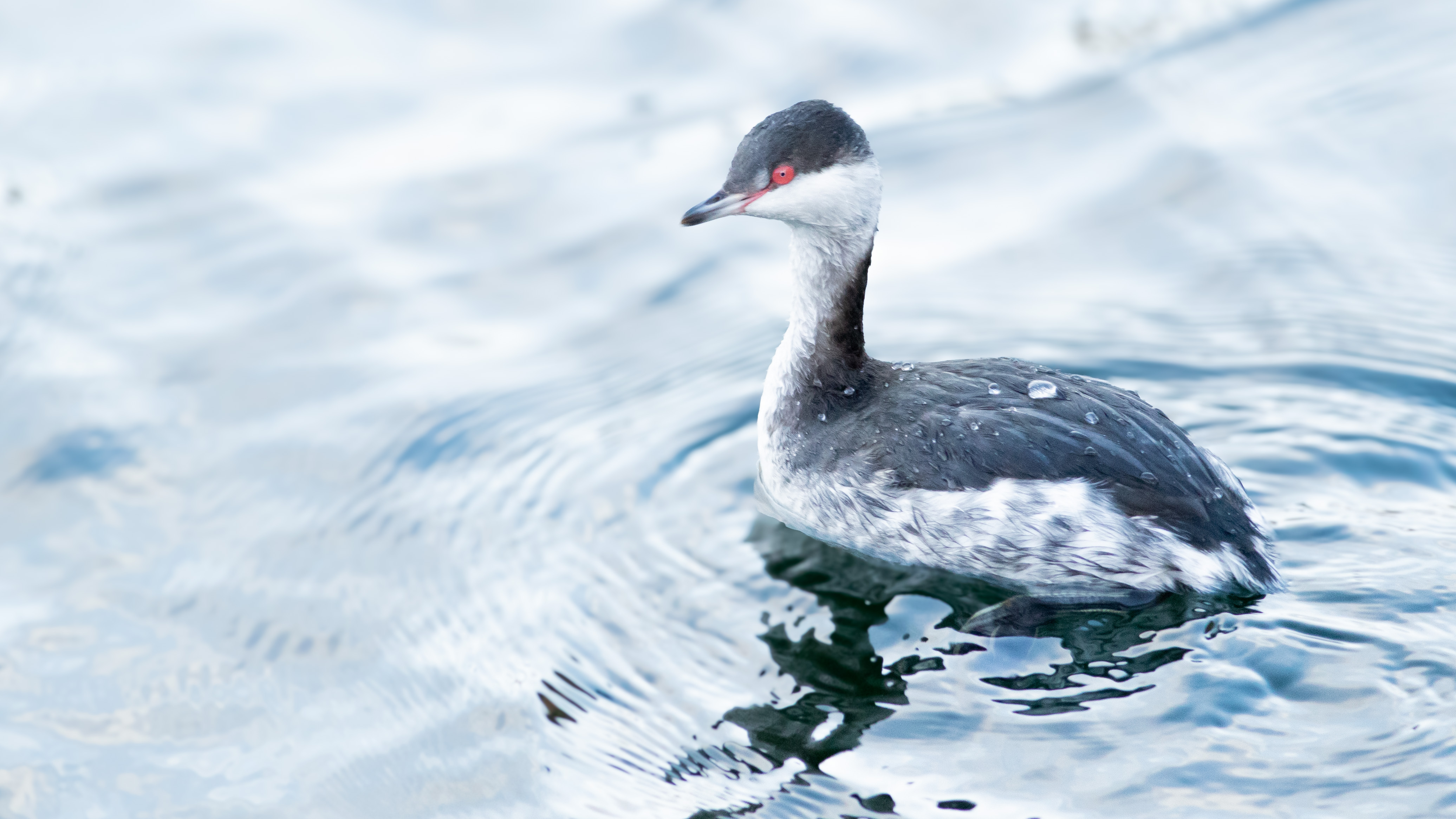 Slavonian Grebe by Pierre Montieth - BirdGuides