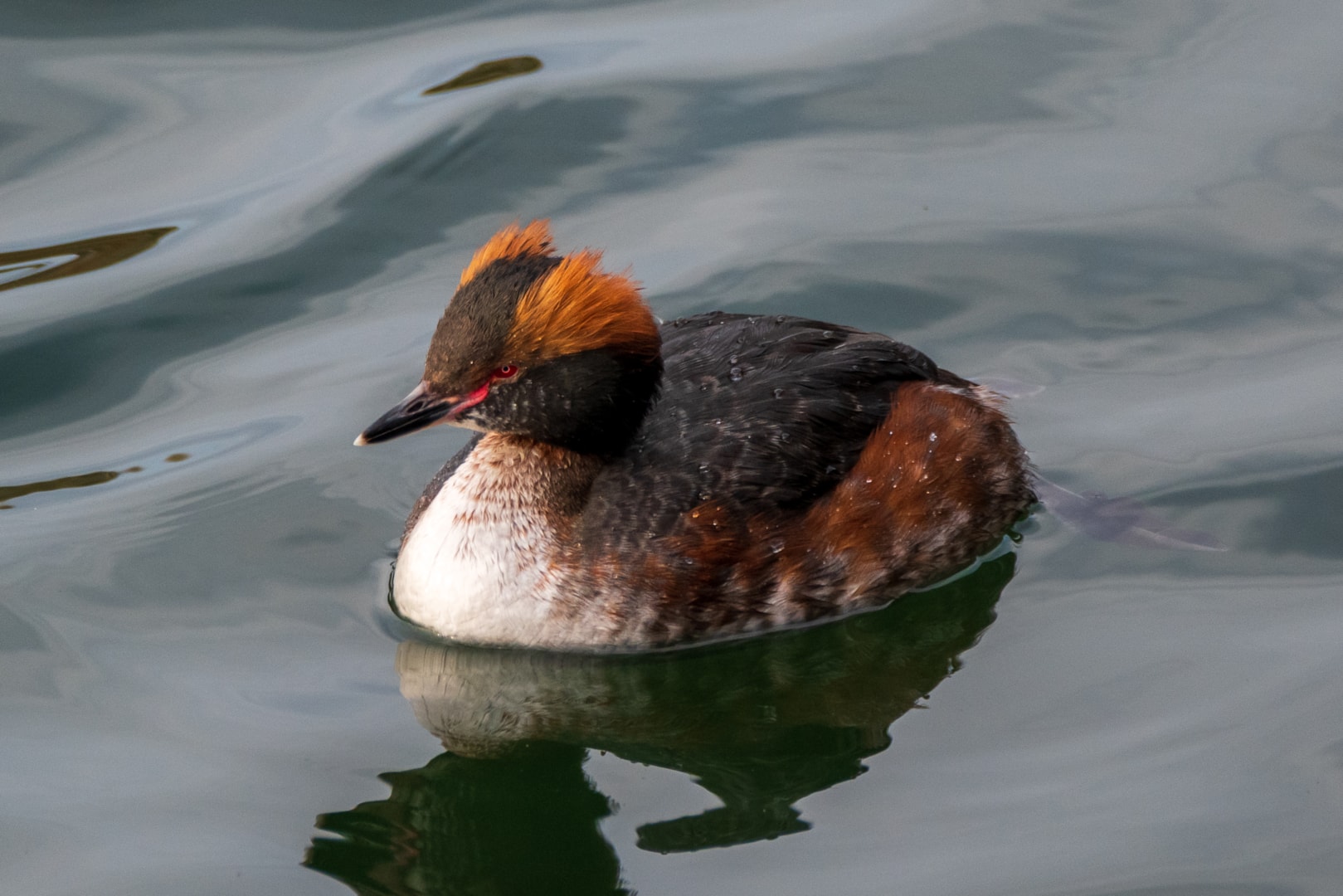 Slavonian Grebe by John Henderson - BirdGuides