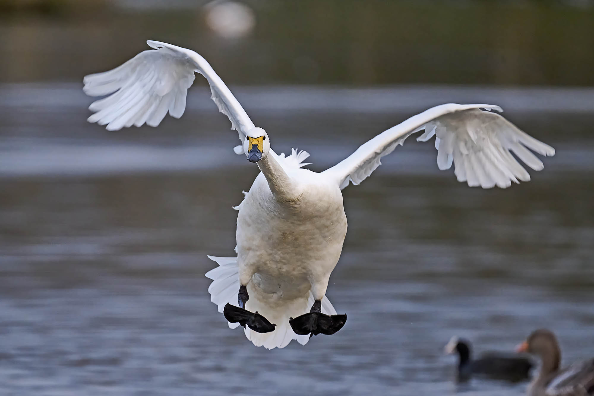 Bewick's Swan by Geof Slocombe - BirdGuides