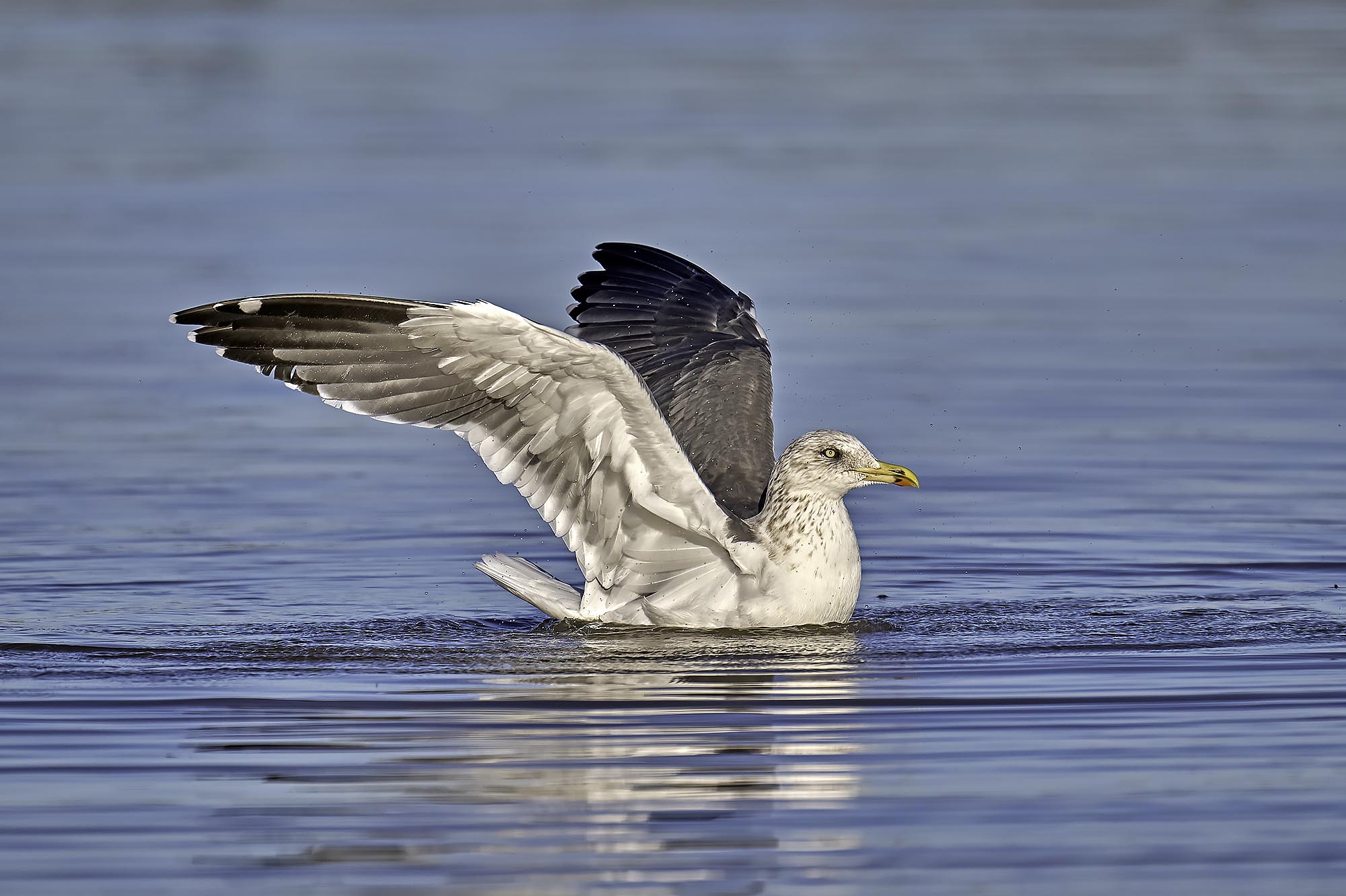 Lesser Black-backed Gull by Geof Slocombe - BirdGuides