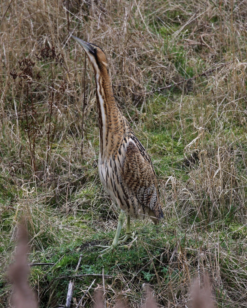 Eurasian Bittern by Mark Coates - BirdGuides