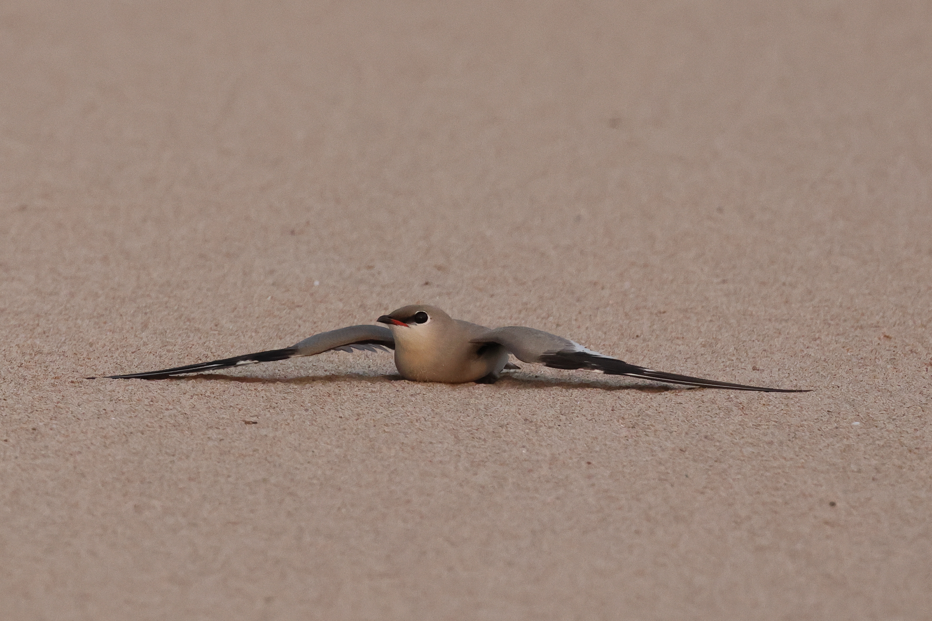 Small Pratincole by Ian R Poxton - BirdGuides