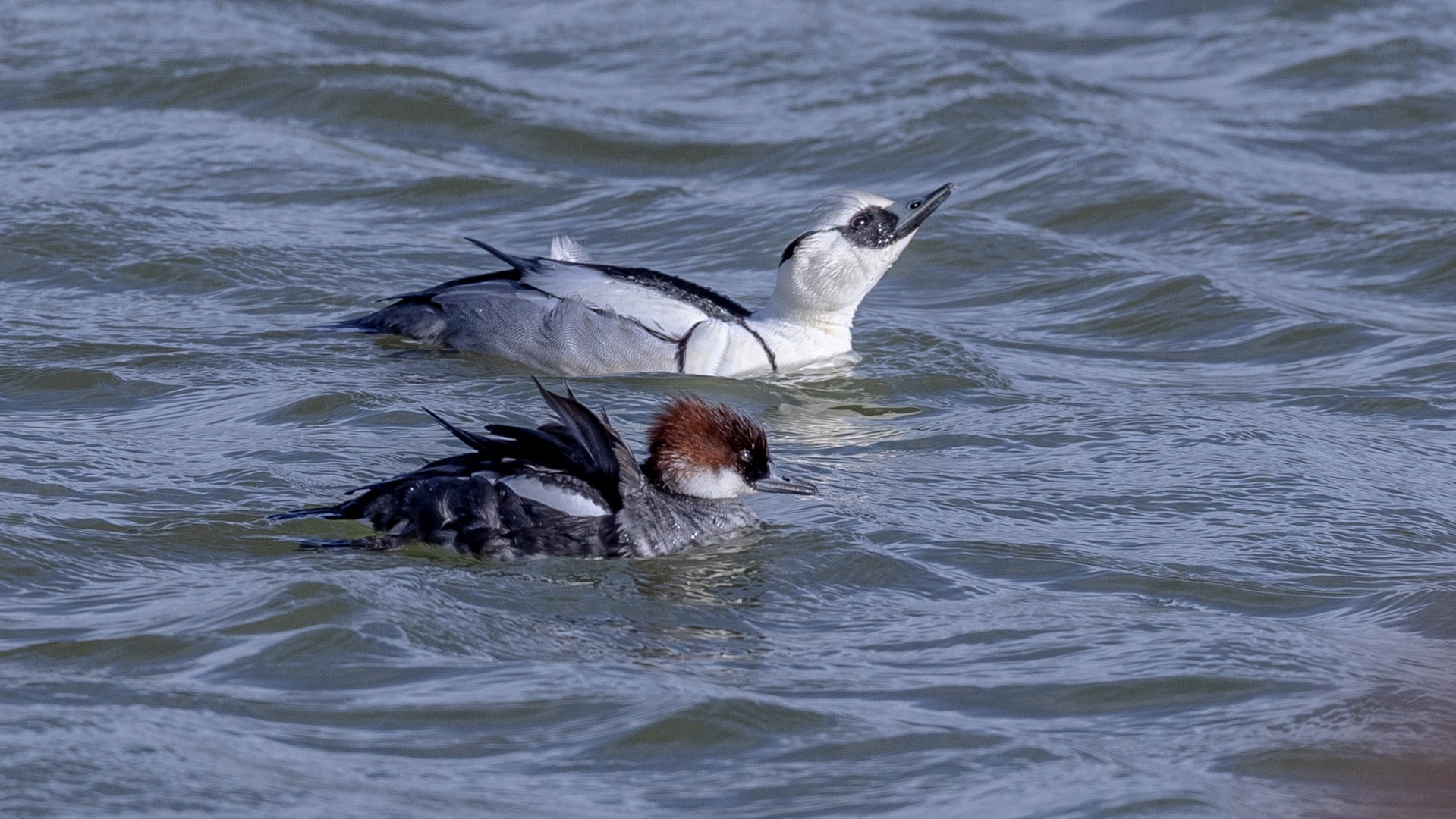 Smew by Daniel Mahil - BirdGuides