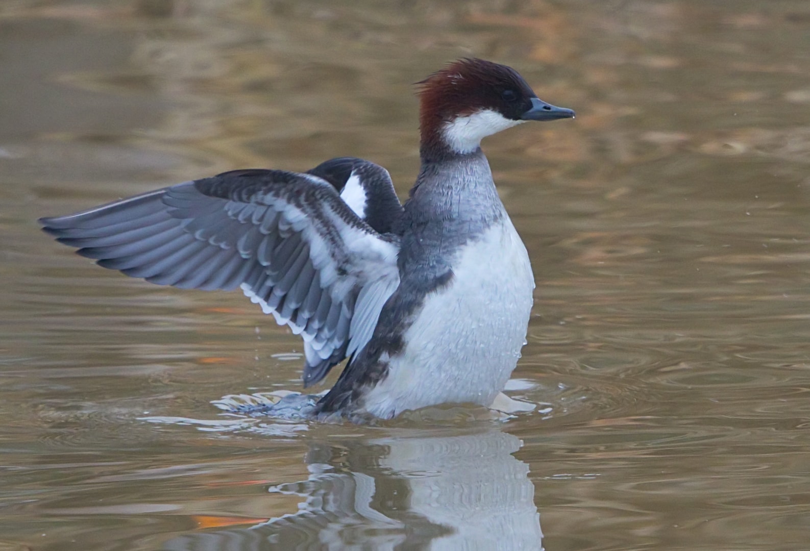 Smew by Nick Brown - BirdGuides