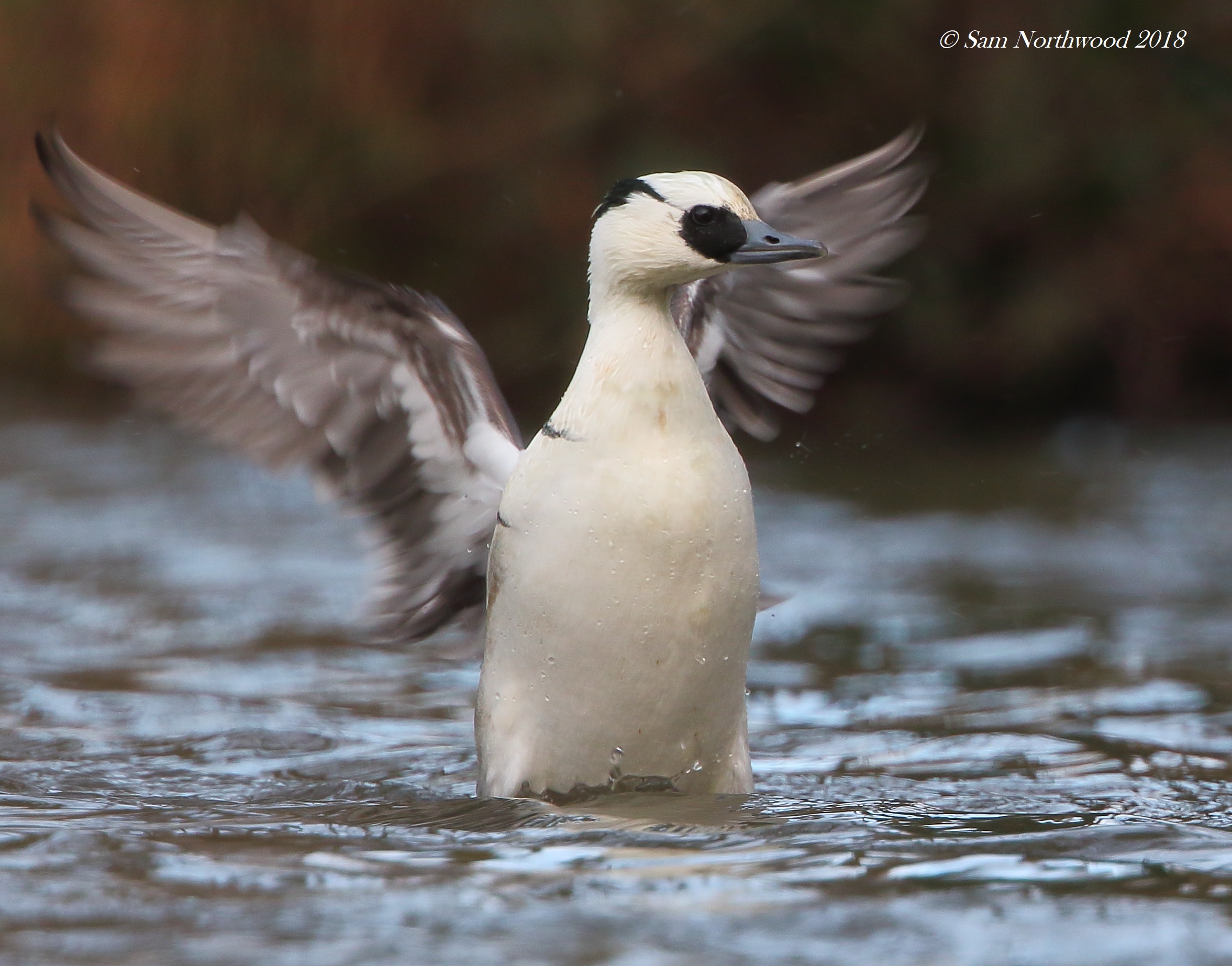 Smew by Sam Northwood - BirdGuides