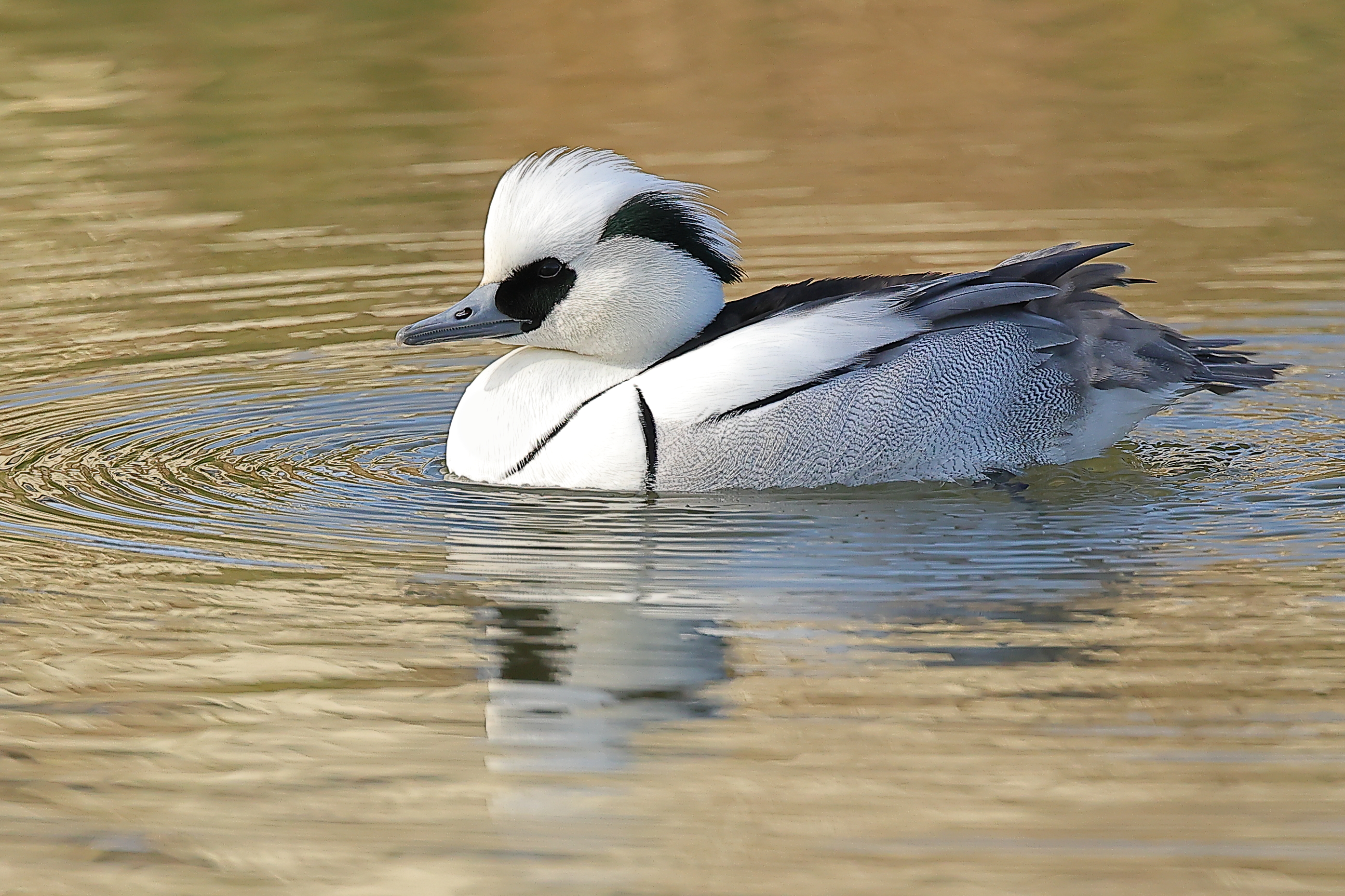 Smew by Richard Allan - BirdGuides
