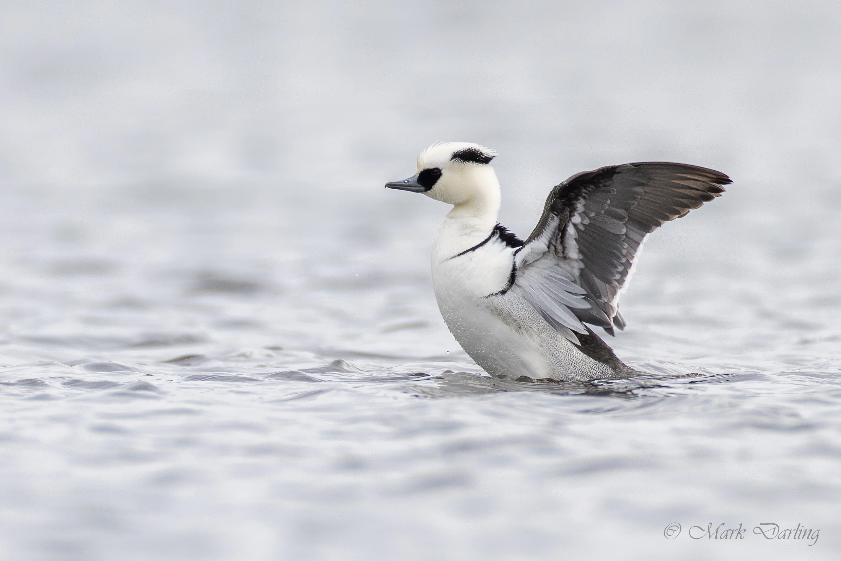 Sighting Report - BirdGuides