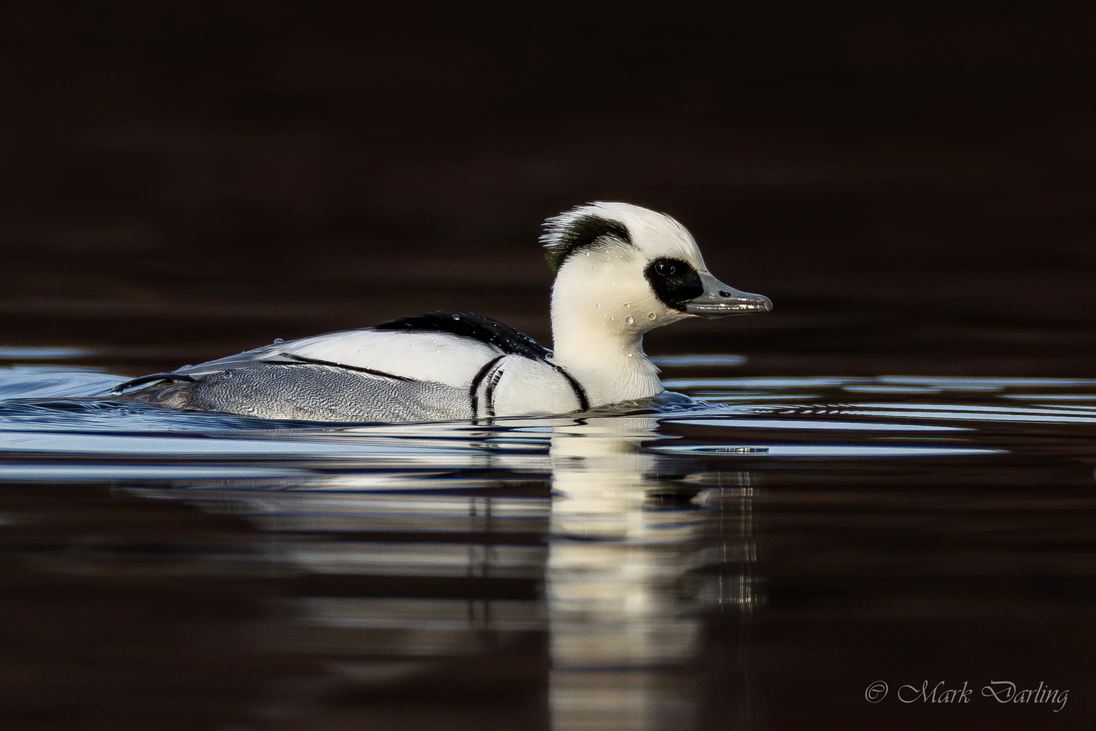 Sighting Report - BirdGuides