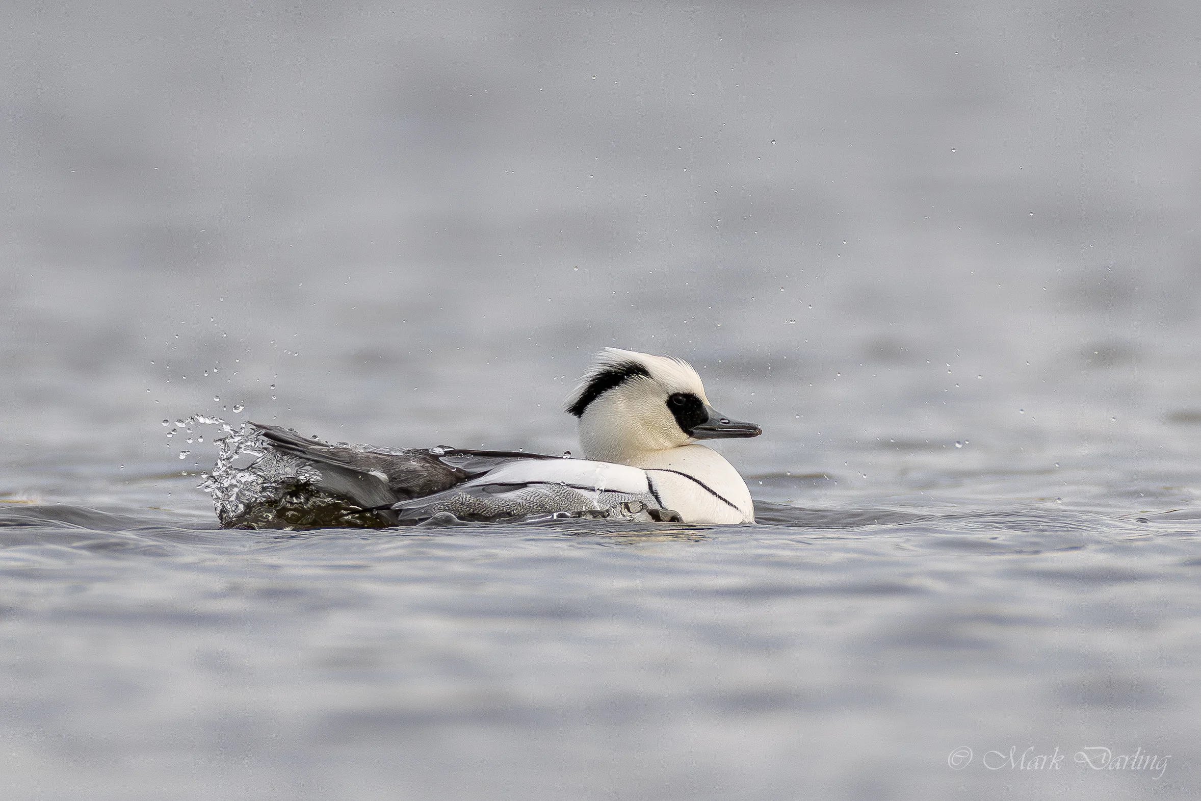 Sighting Report - BirdGuides