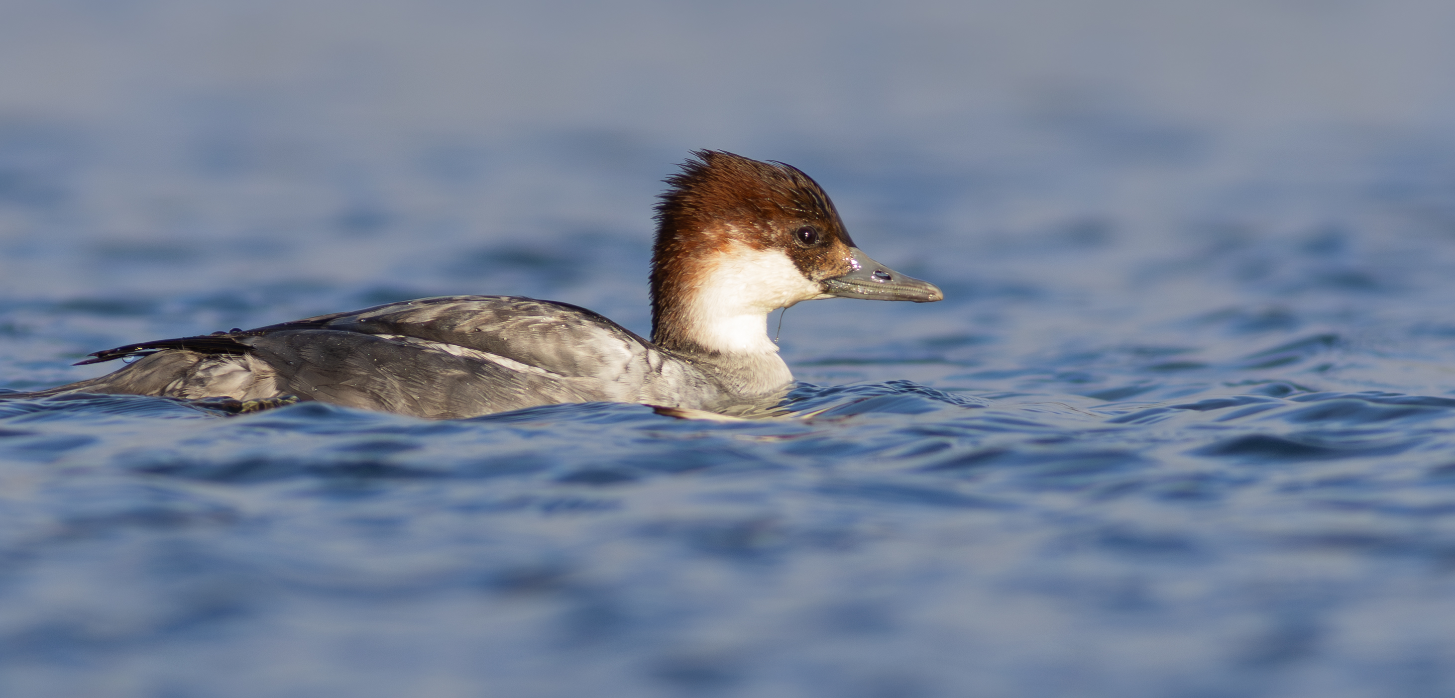 Smew by Pierre Montieth - BirdGuides