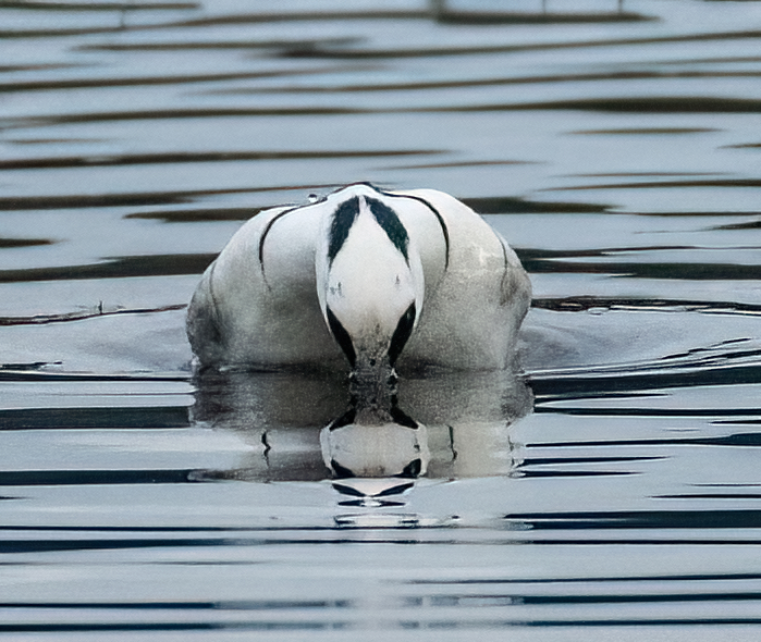 Smew by Malcolm Gillies - BirdGuides