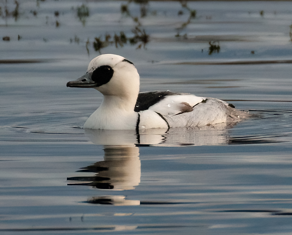 Smew by Malcolm Gillies - BirdGuides
