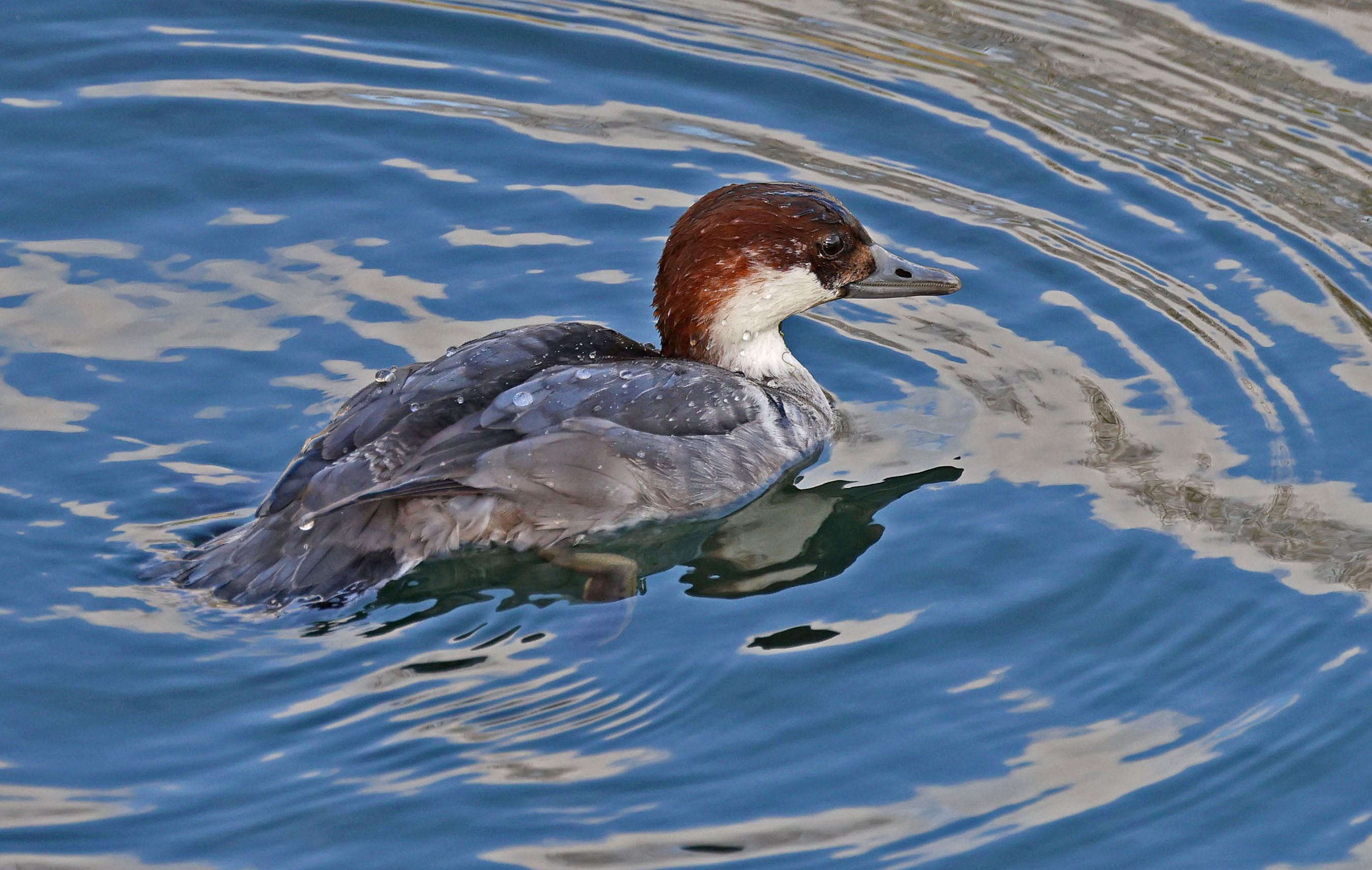Smew by David Bradshaw - BirdGuides