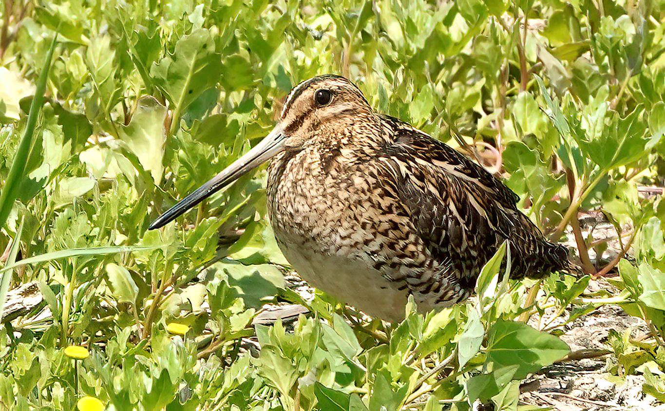 Common Snipe by John Derick Elvidge - BirdGuides