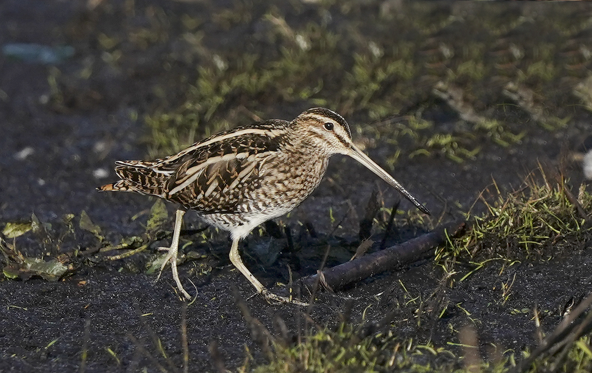 Common Snipe by Les Moxon - BirdGuides