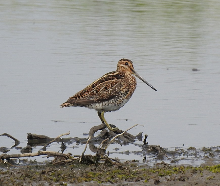 Common Snipe by Dave Ward - BirdGuides