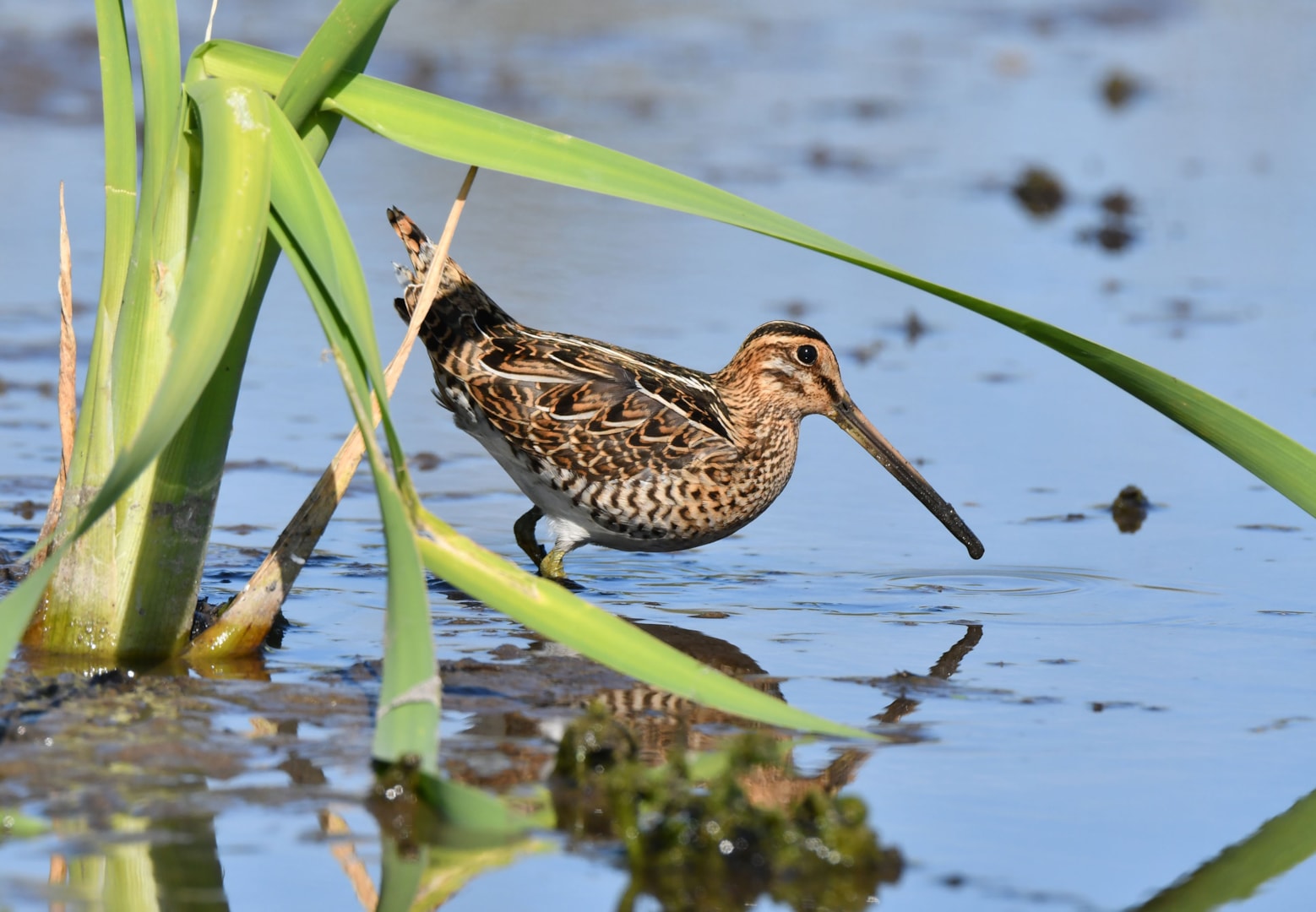 Common Snipe by Richard Mills - BirdGuides