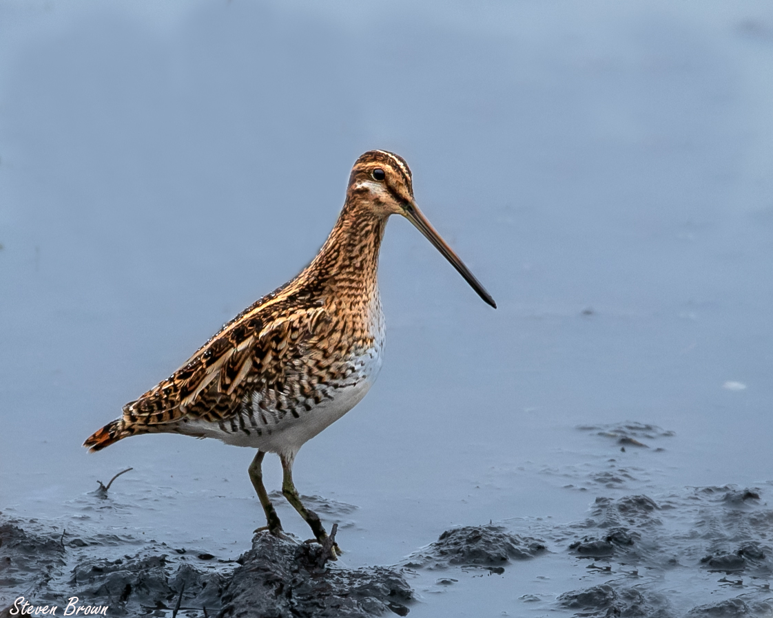 Common Snipe by Steven Brown - BirdGuides