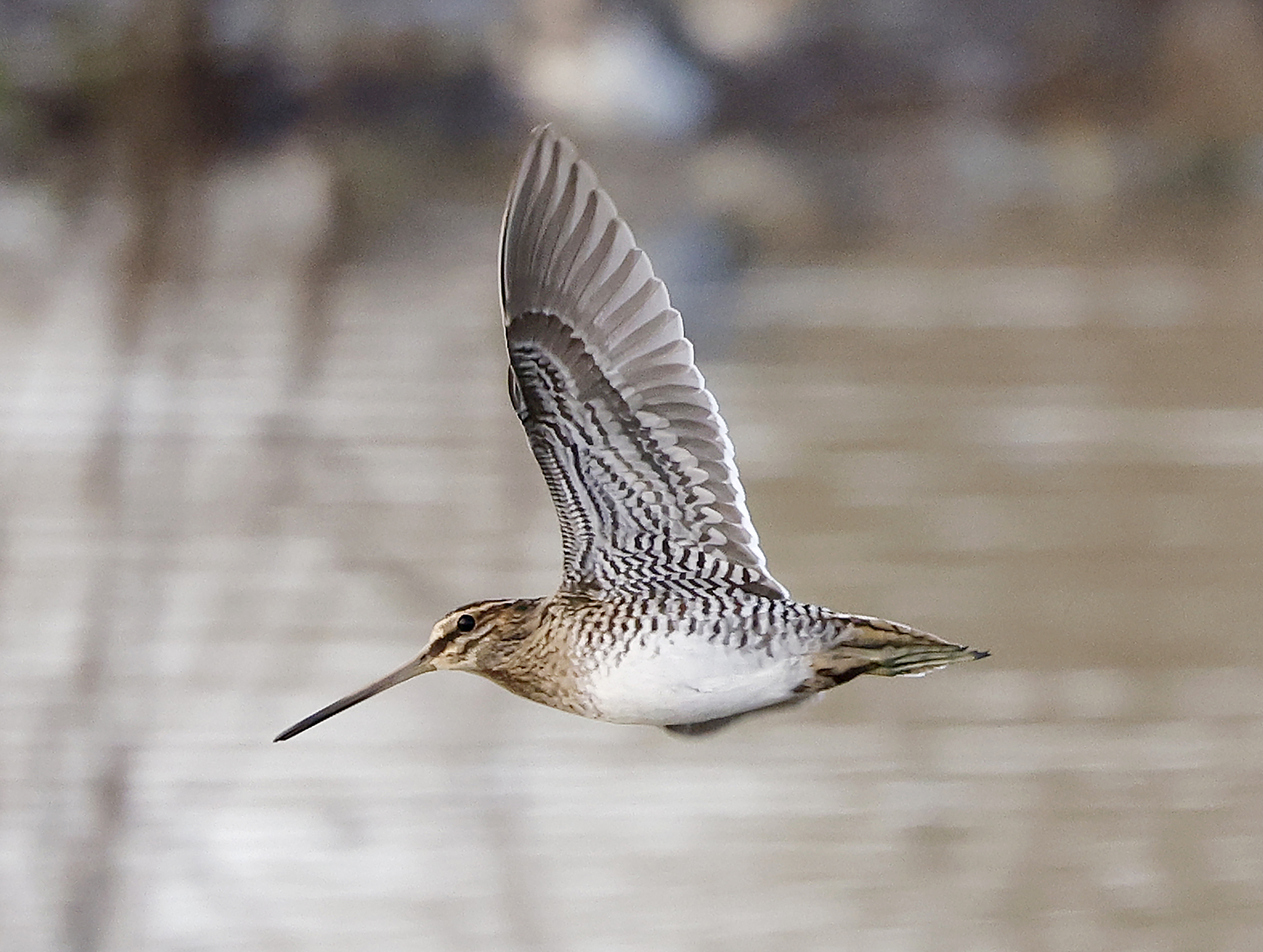 Common Snipe by Mike Haberfield - BirdGuides