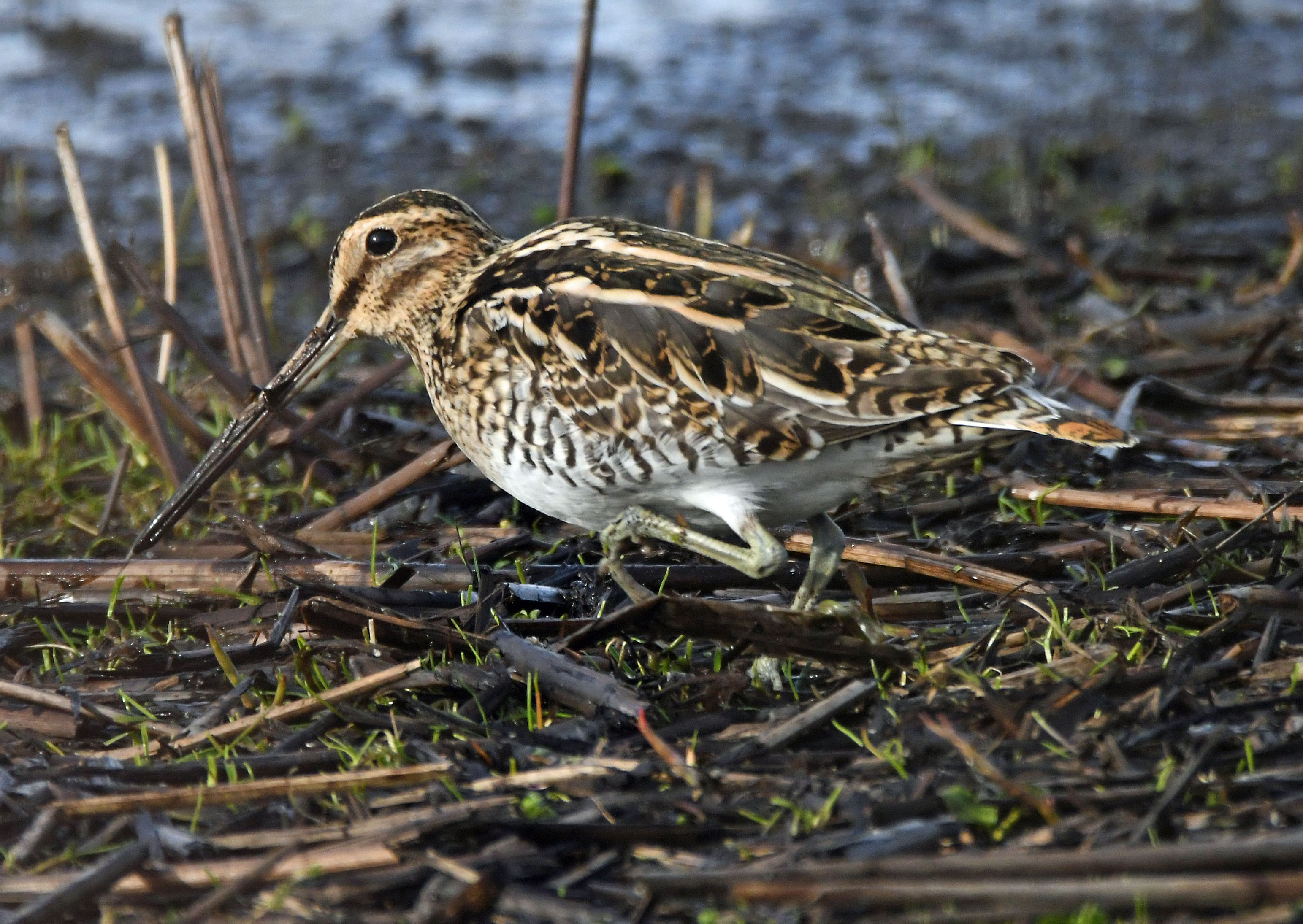 Common Snipe by Tony Hovell - BirdGuides