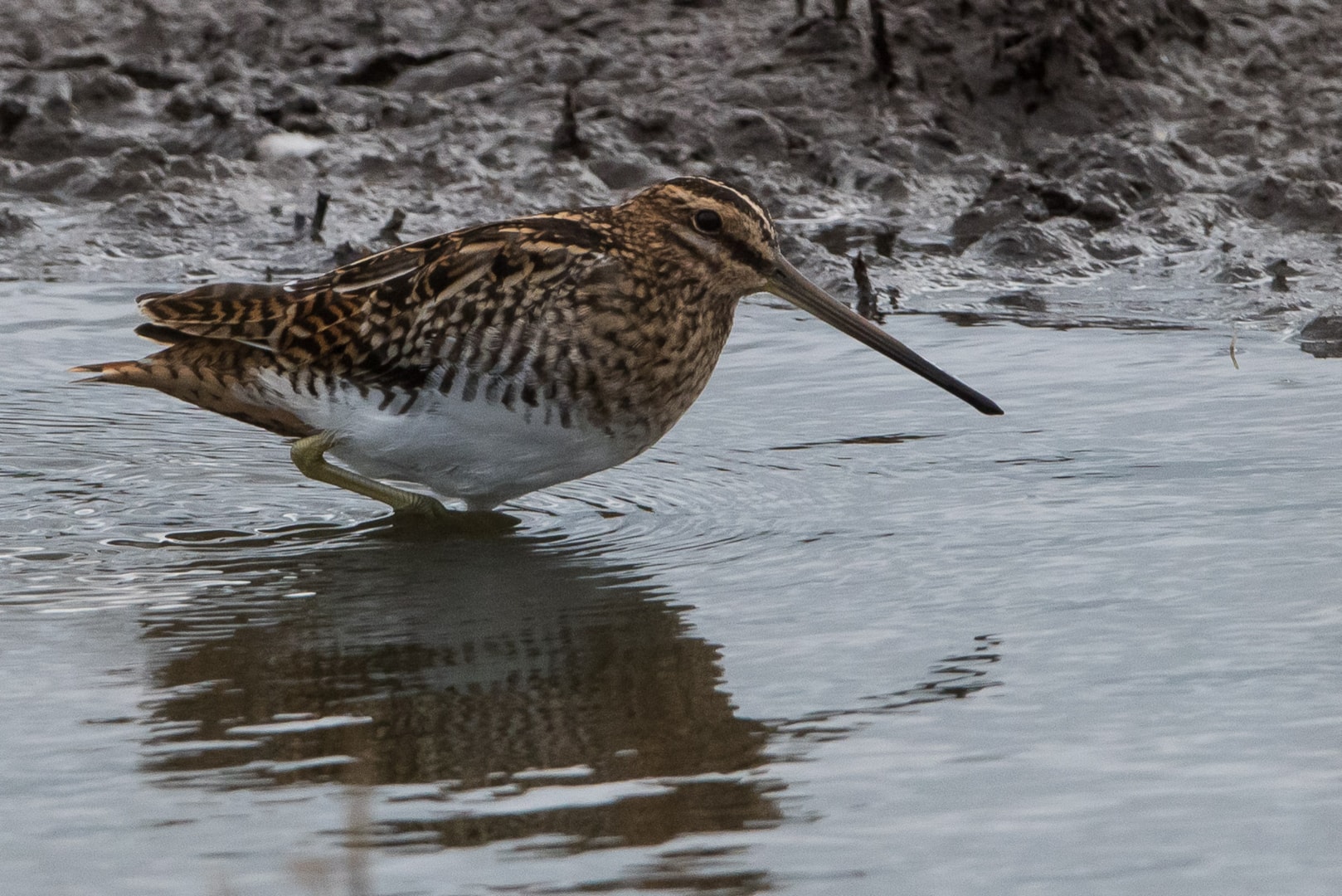 Common Snipe by Jim Mountain - BirdGuides