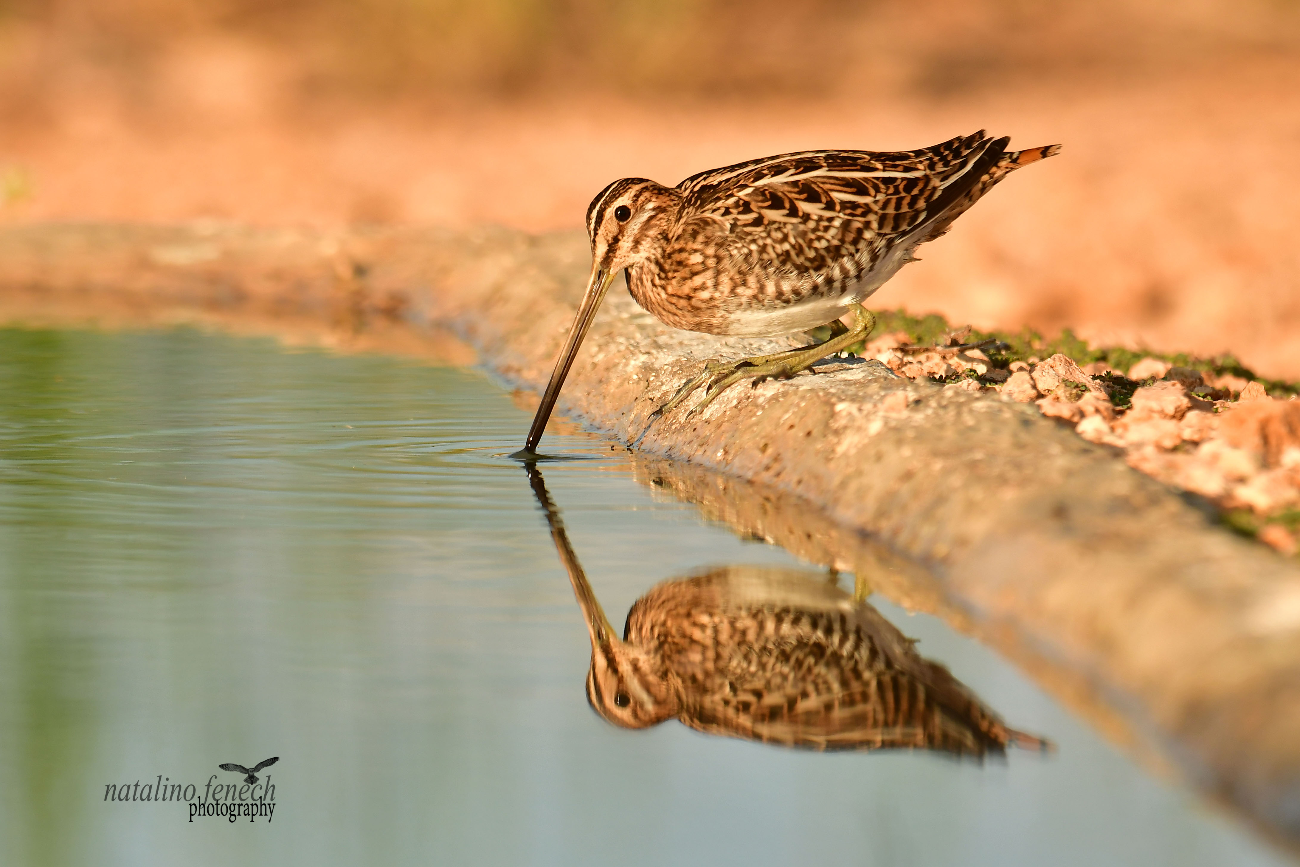 Details : Common Snipe - BirdGuides