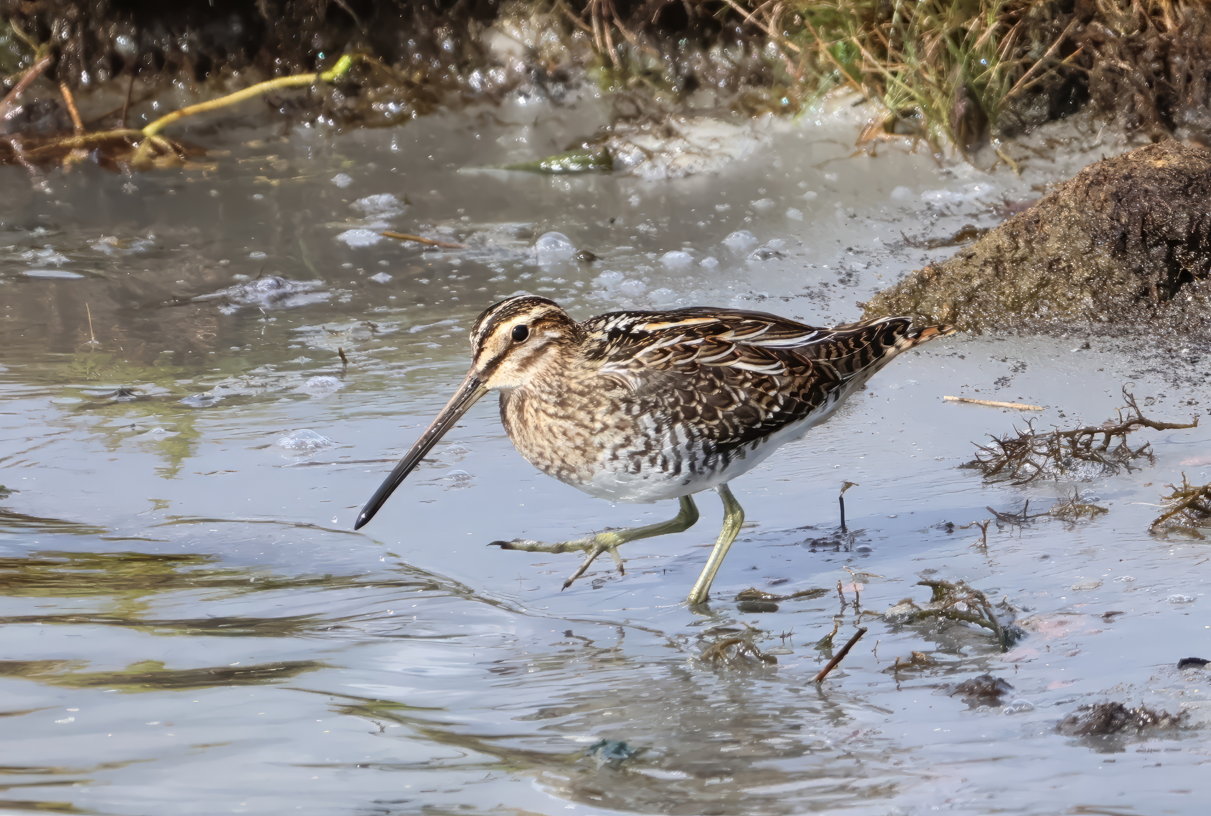 Common Snipe by Richard Mills - BirdGuides