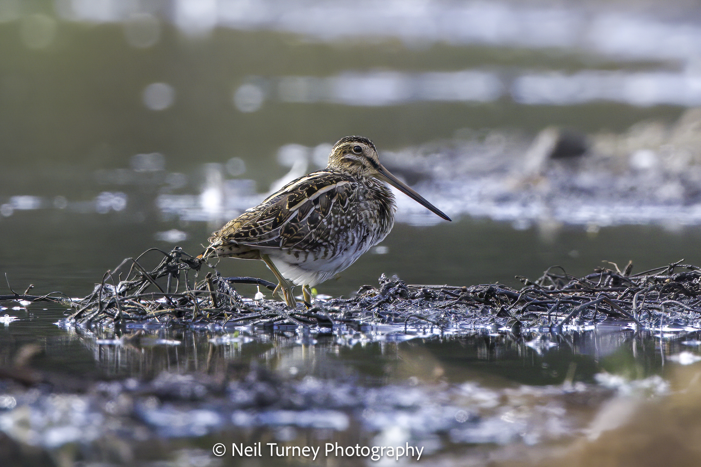 Common Snipe by Neil Turney - BirdGuides