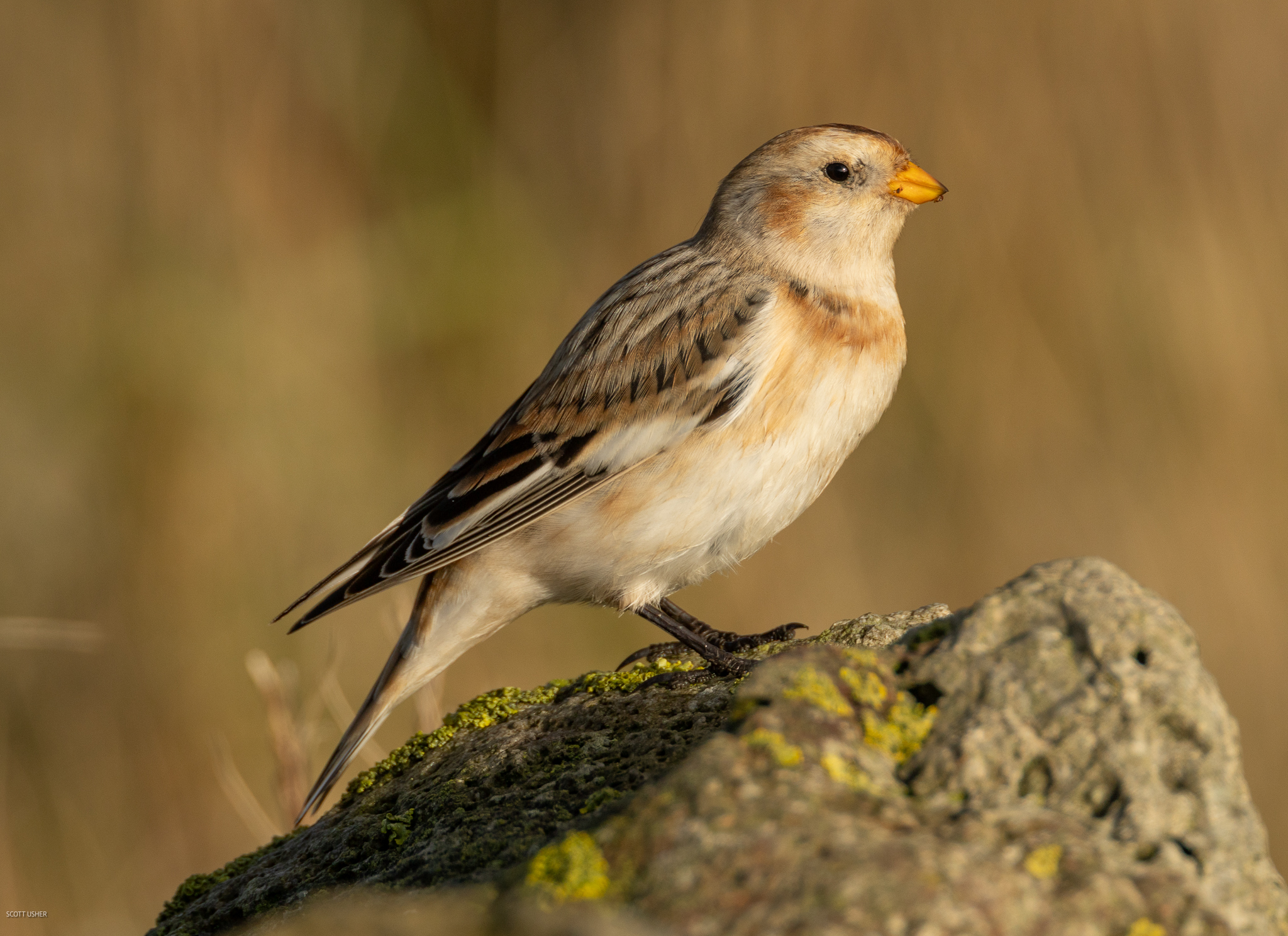 Snow Bunting by Scott Usher - BirdGuides