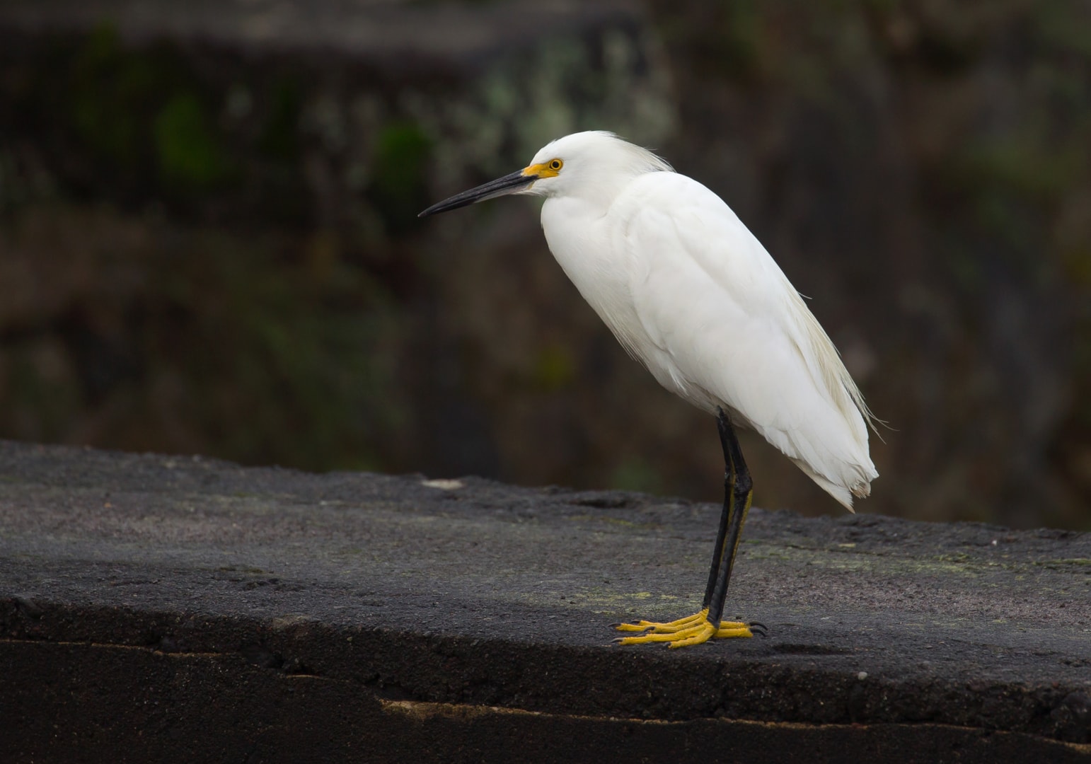 Snowy Egret by Kris De Rouck - BirdGuides