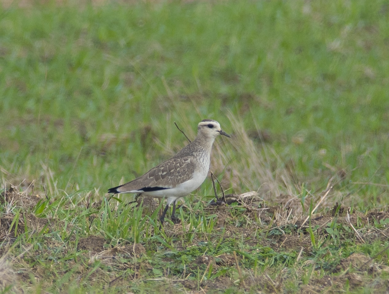 Sociable Lapwing by C Corbidge - BirdGuides