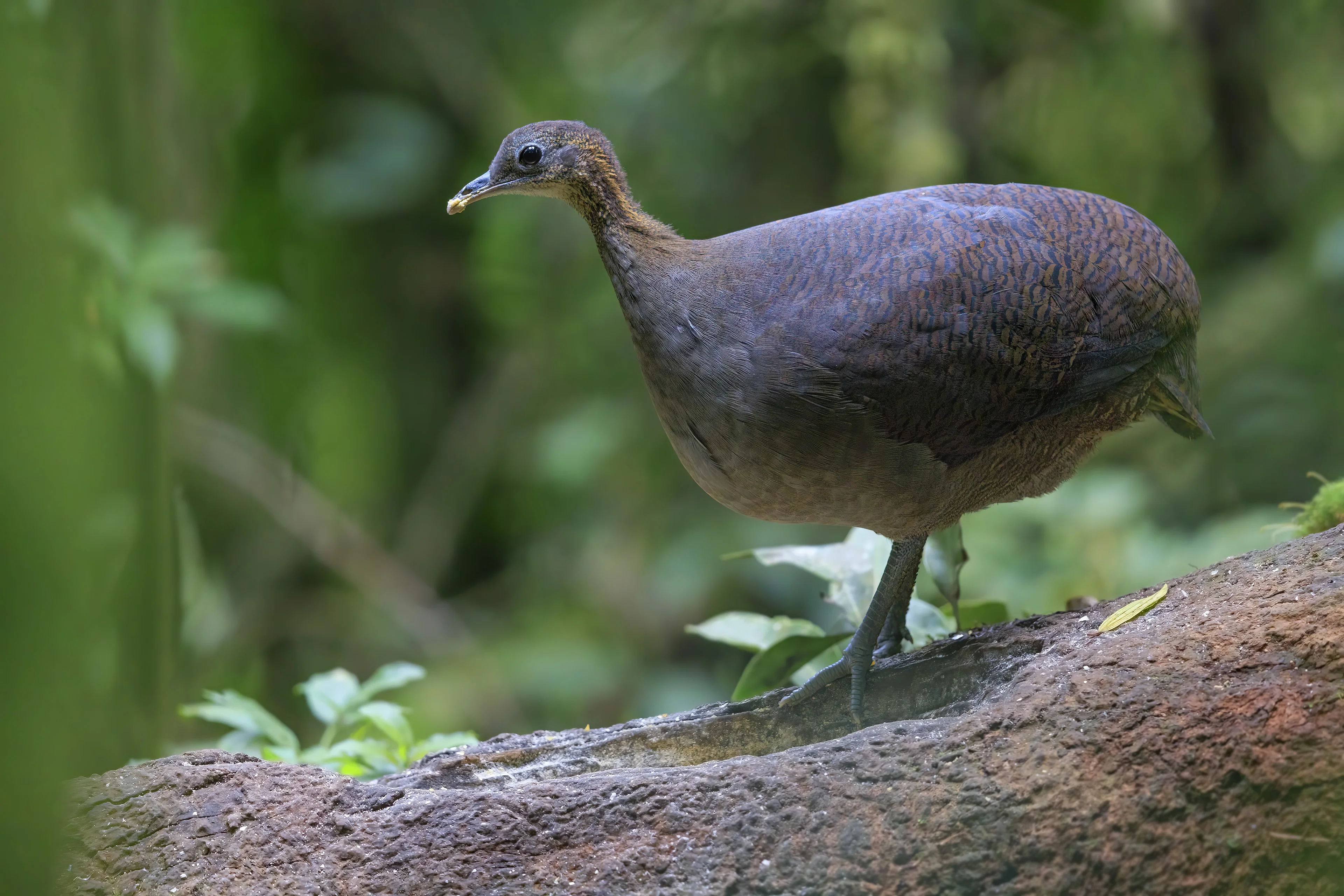 Details : Solitary Tinamou - BirdGuides