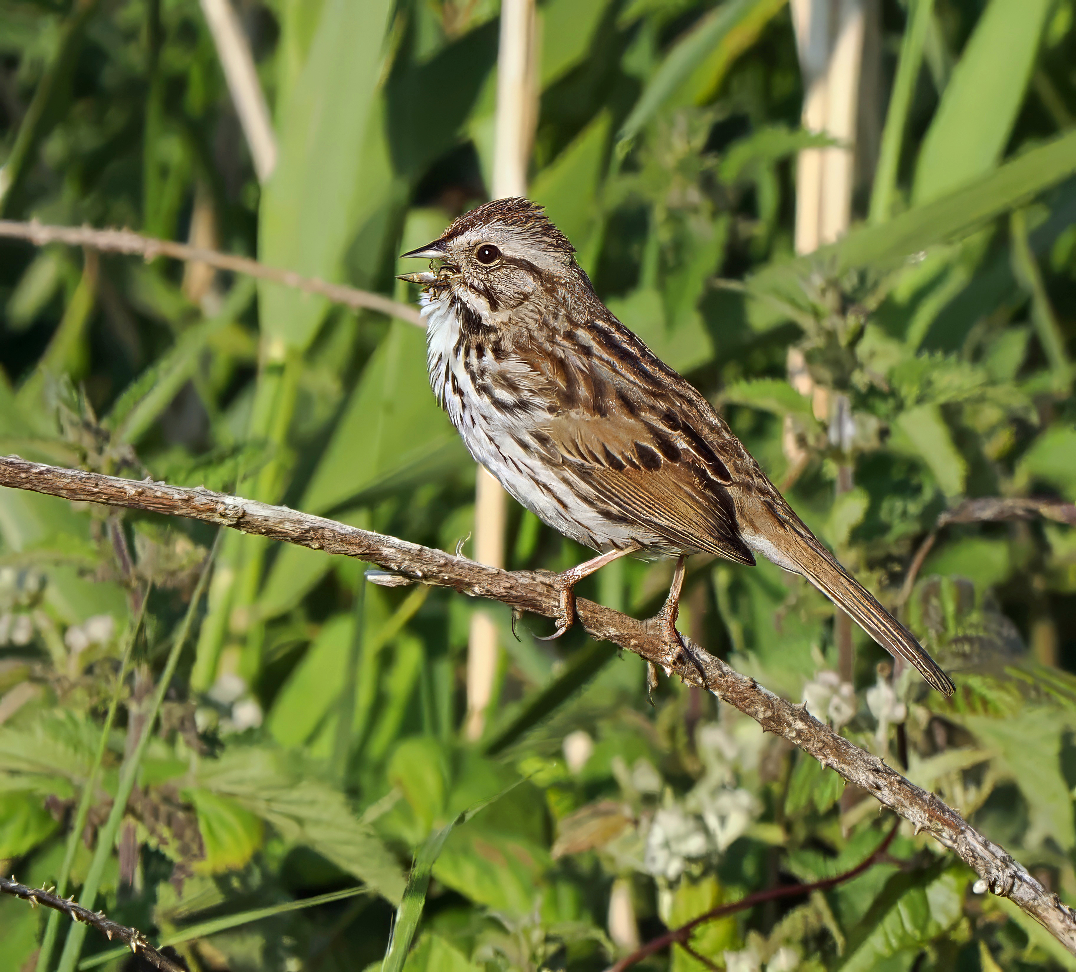 Song Sparrow by Mark Joy - BirdGuides