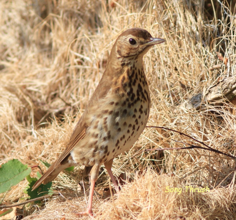 Song Thrush by Derrick Corney - BirdGuides