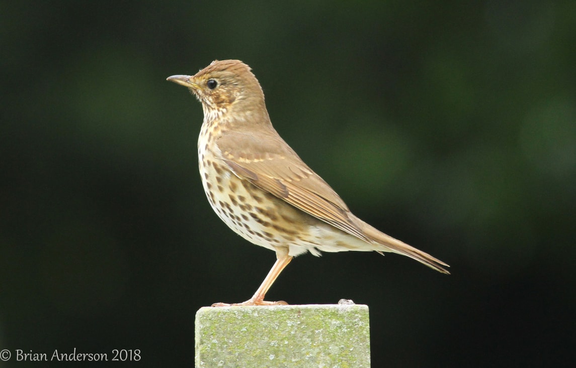 Song Thrush by Brian Anderson - BirdGuides