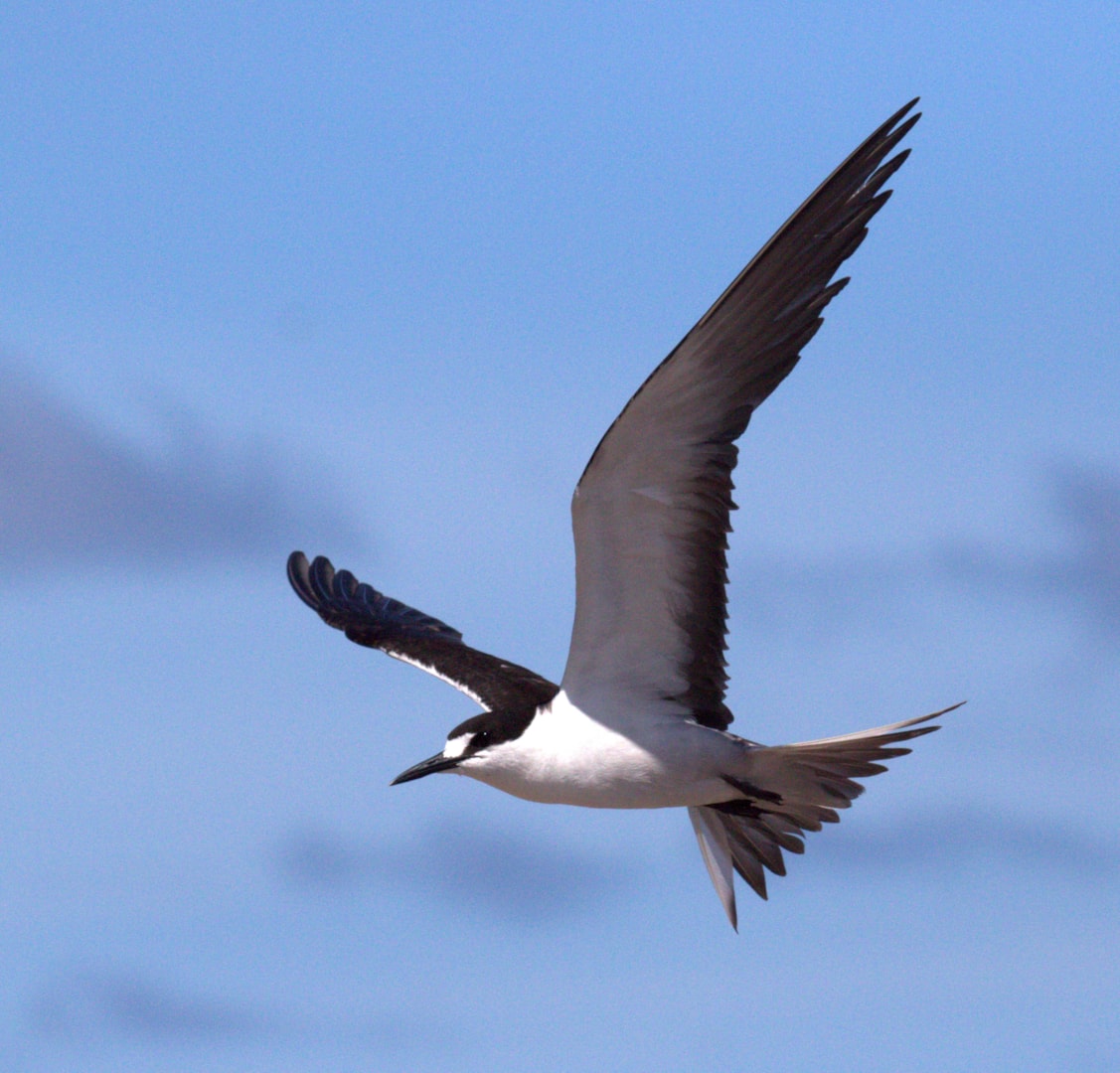 Sooty Tern by Micky Maher - BirdGuides