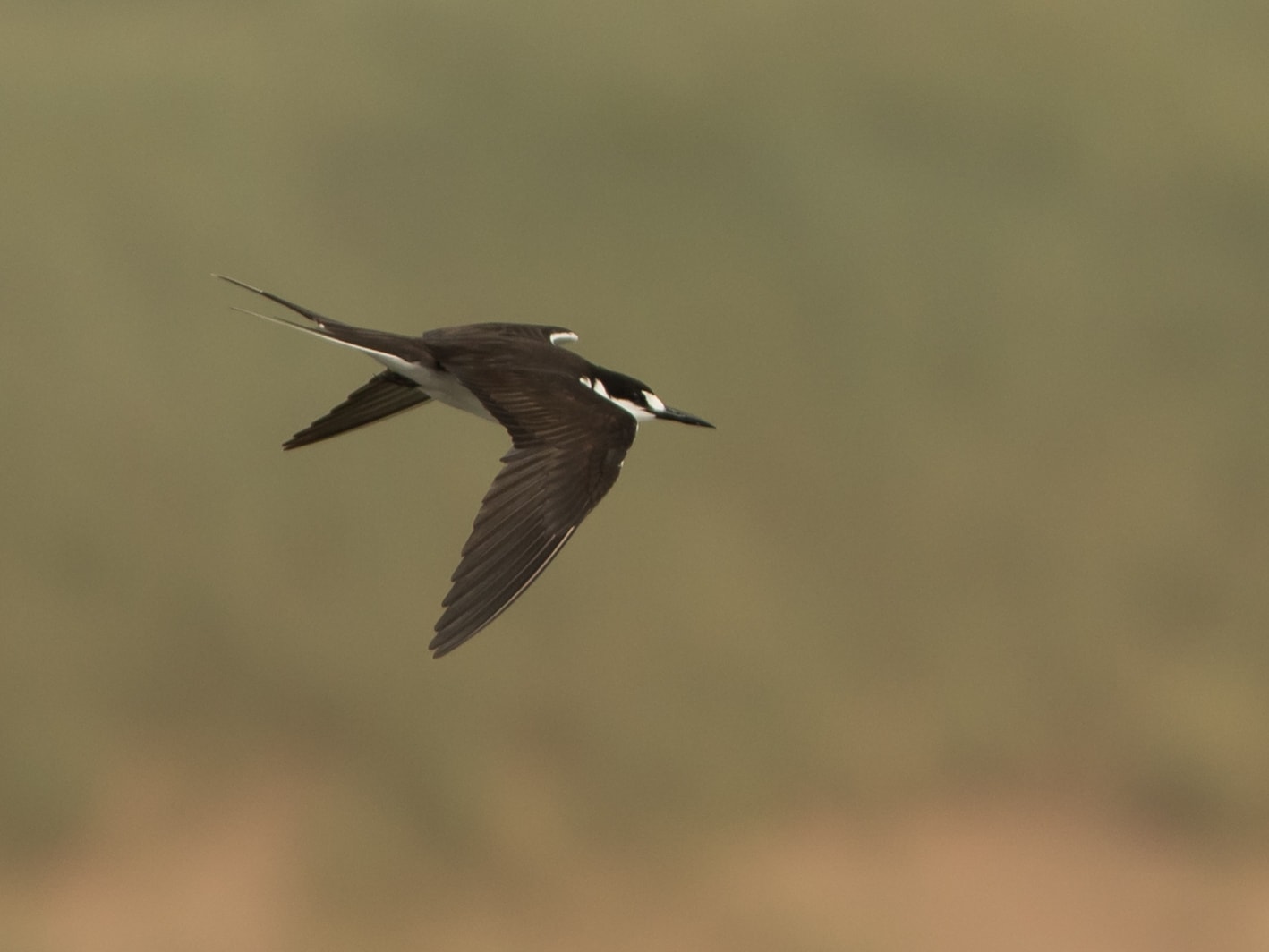 Sooty Tern by Neil Black - BirdGuides