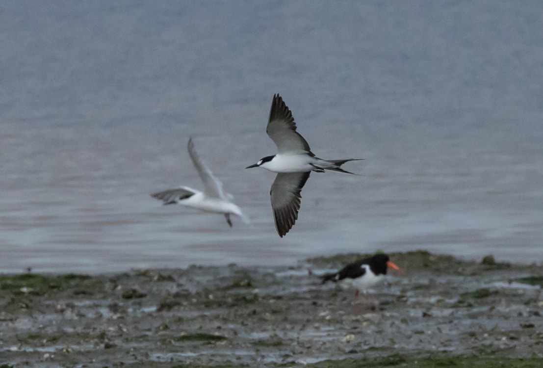 Sooty Tern by Tim Marshall - BirdGuides