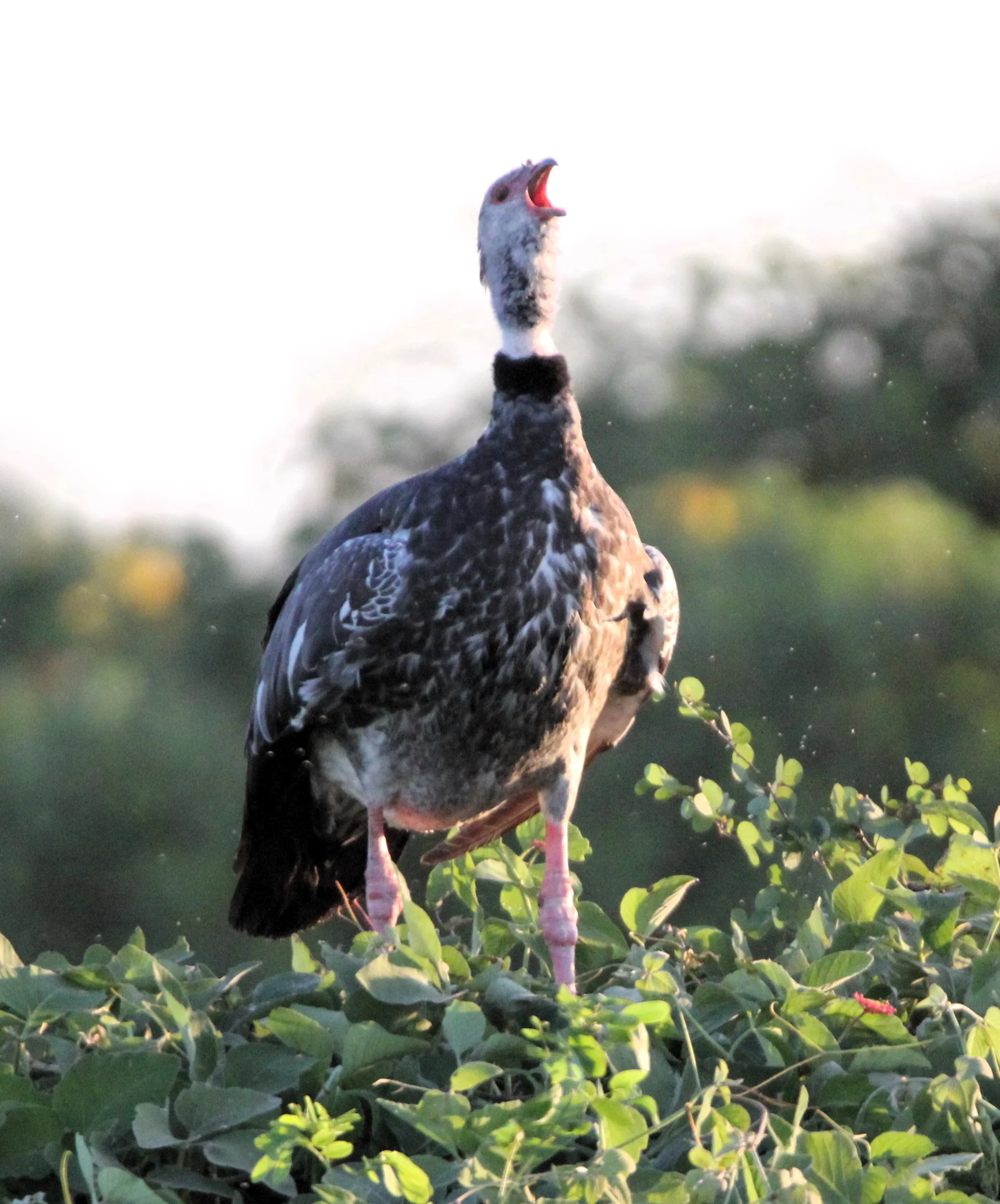 Details : Southern Screamer - BirdGuides