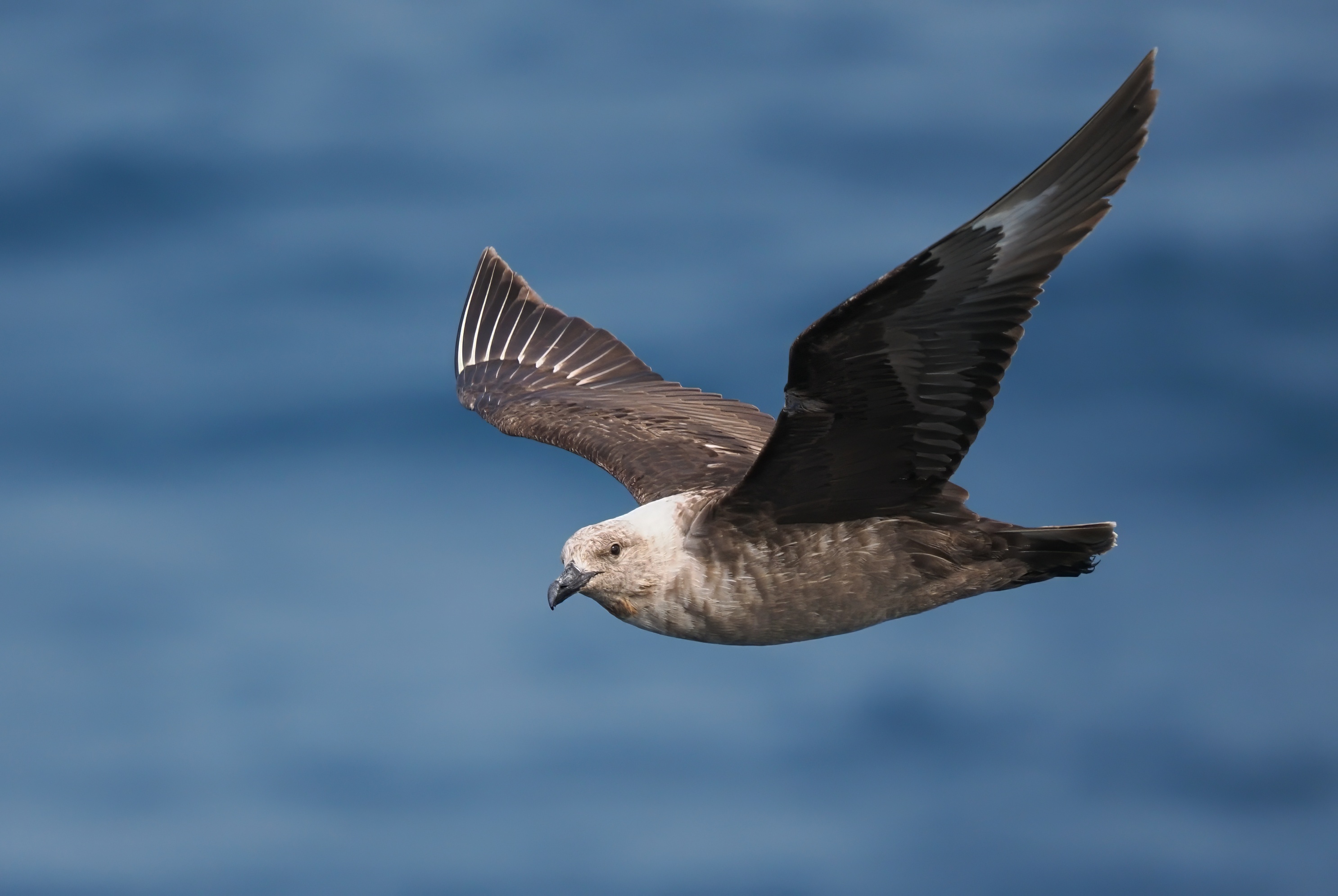South Polar Skua by Silas Olofson - BirdGuides