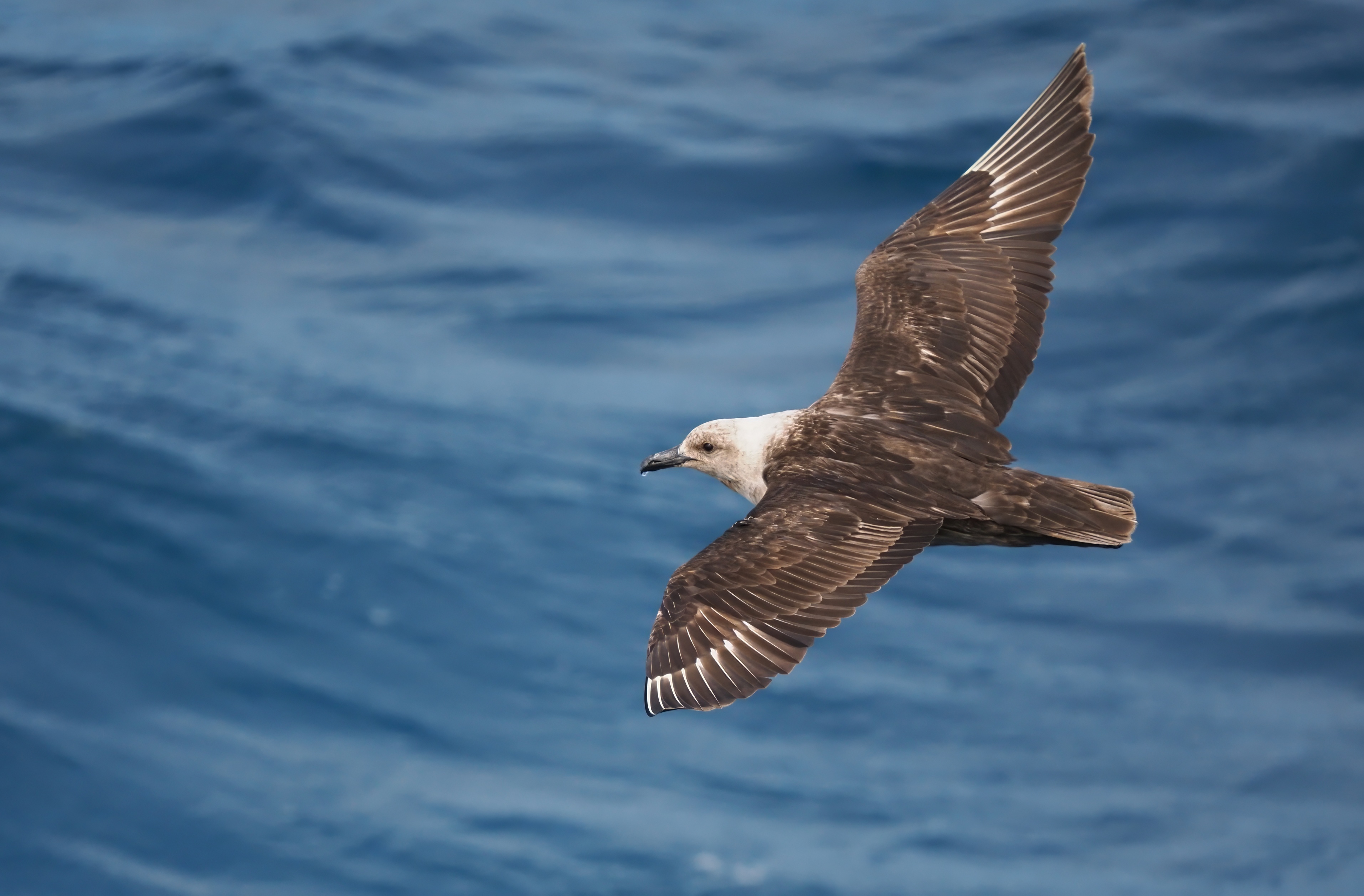 South Polar Skua by Silas Olofson - BirdGuides