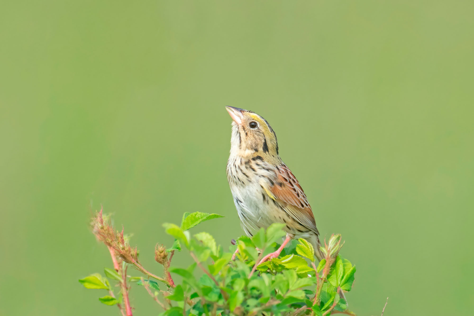 Henslow's Sparrow by Colin Bradshaw - BirdGuides